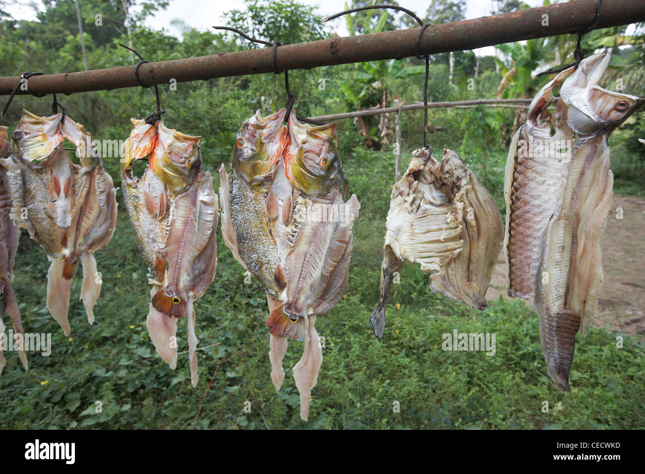 Fresh fish, including Peacock Bass, drying in the sun, Rewa, Rupununi ...