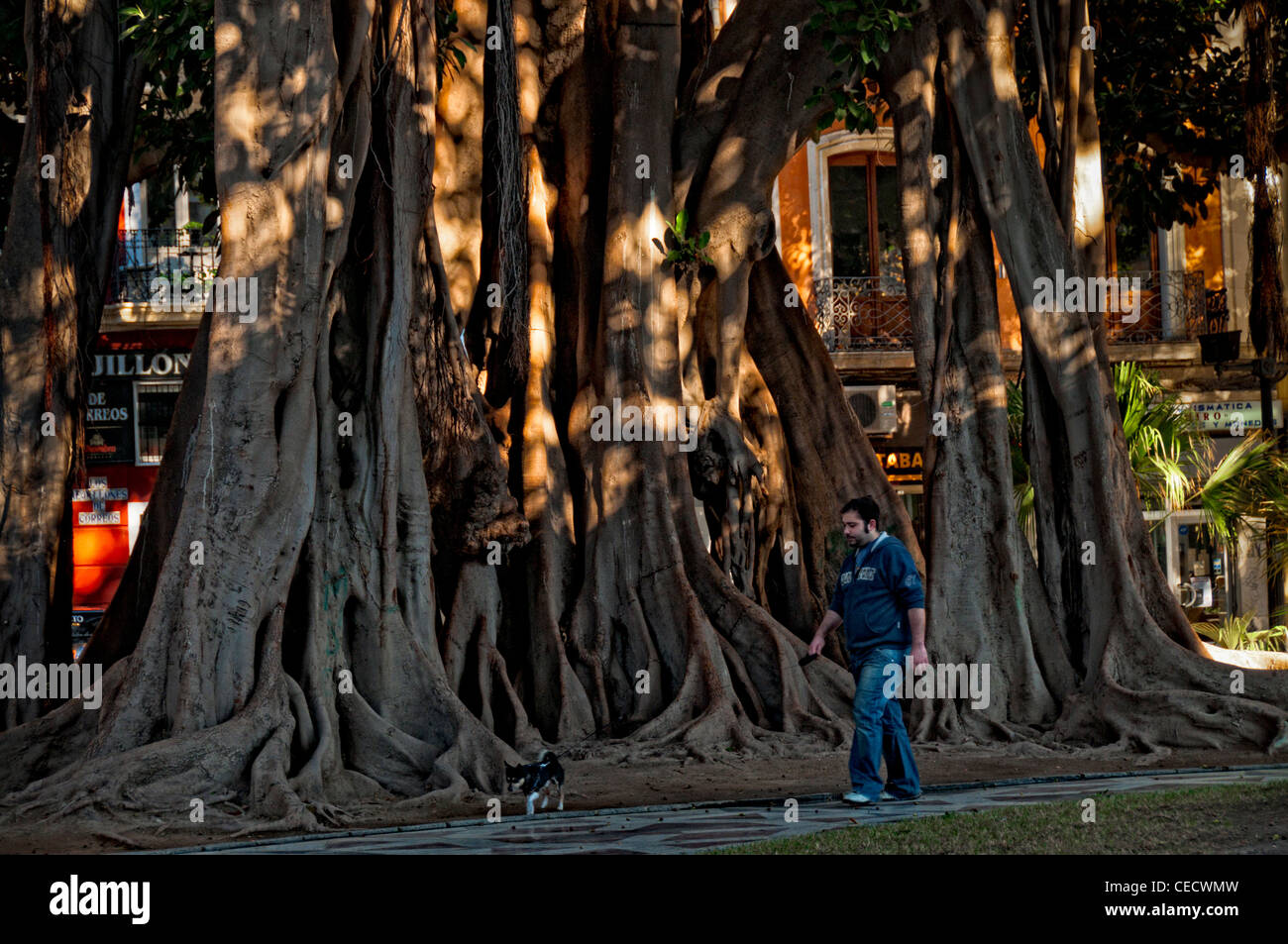 A man and his dog walking pas an ancient ficus tree in the center of ...