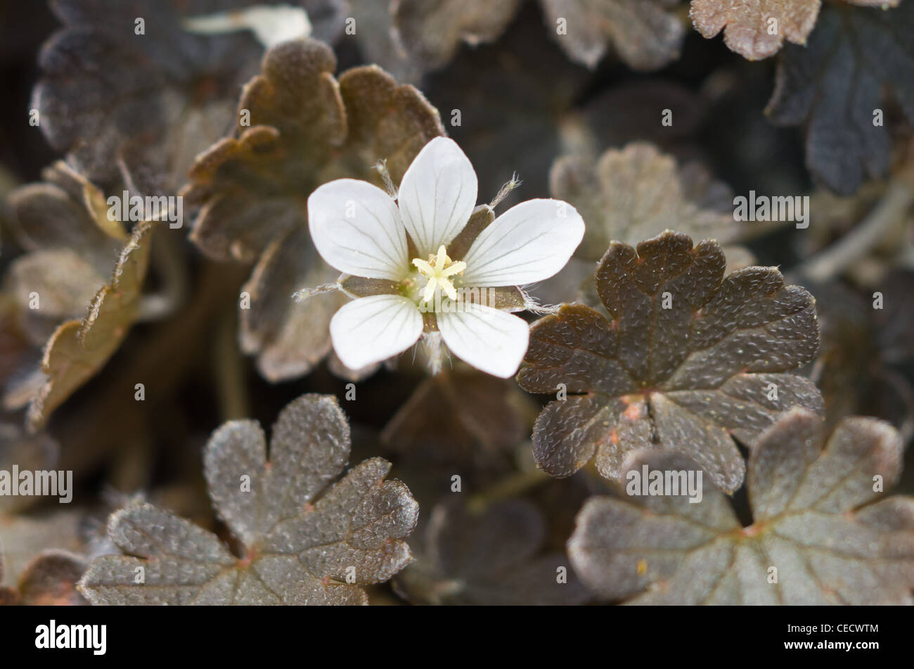 Geranium sessiliforum subspecies Nova Zealandiae Nigricans Stock Photo ...