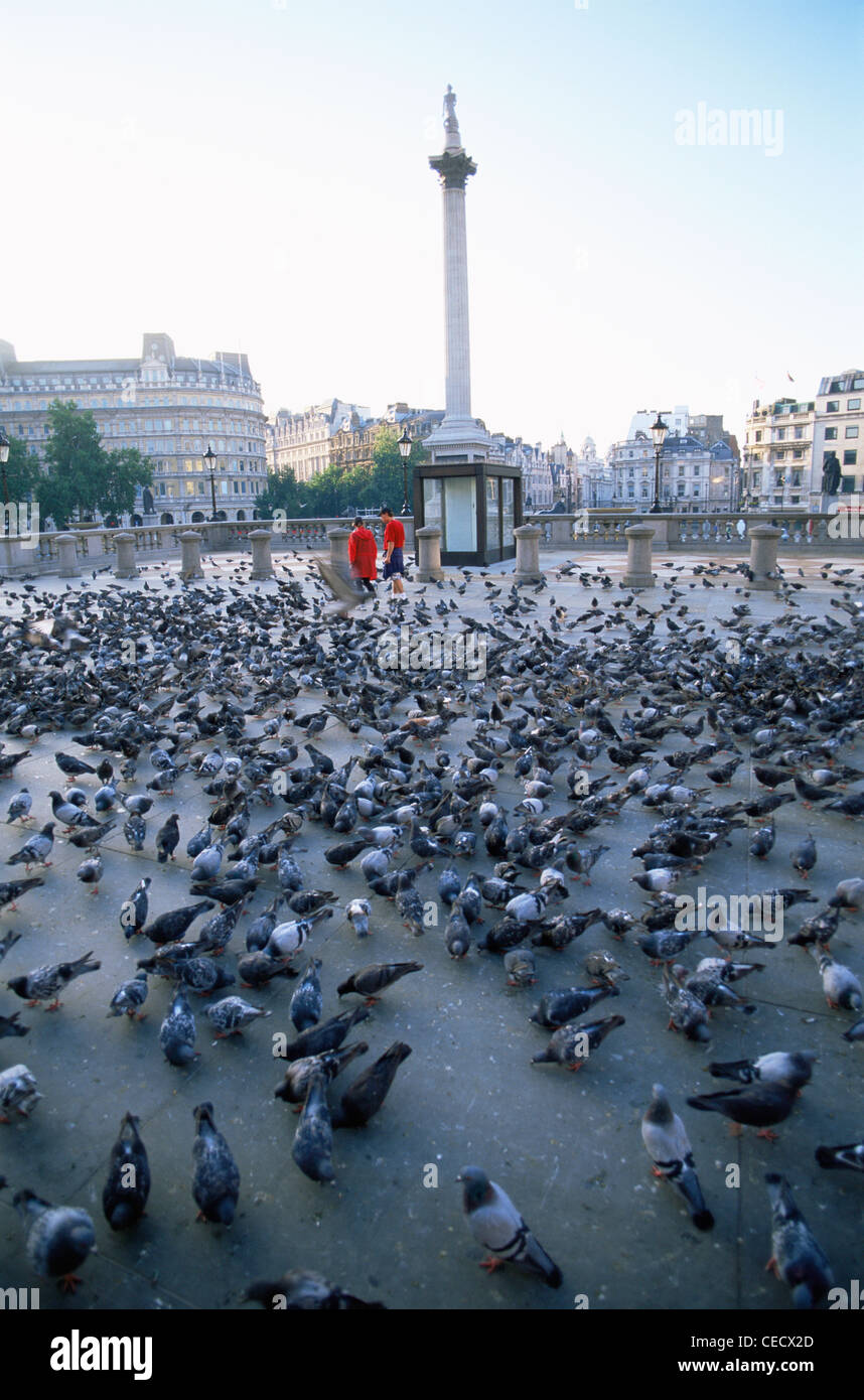 England, London, Trafalgar Square, Nelsons Column and Pigeons Stock ...