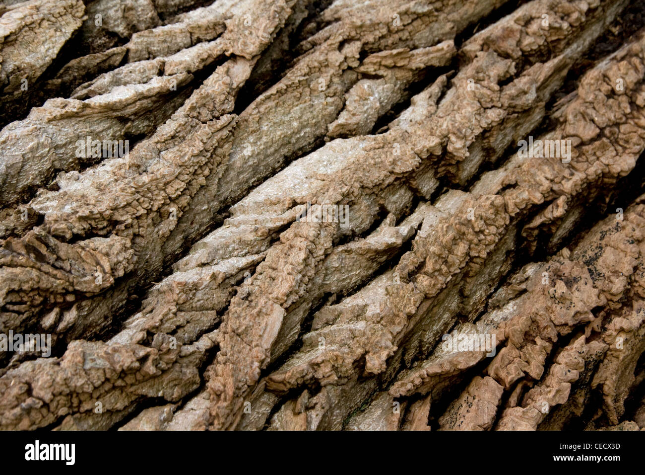 Tree Bark Structure Stock Photo - Alamy