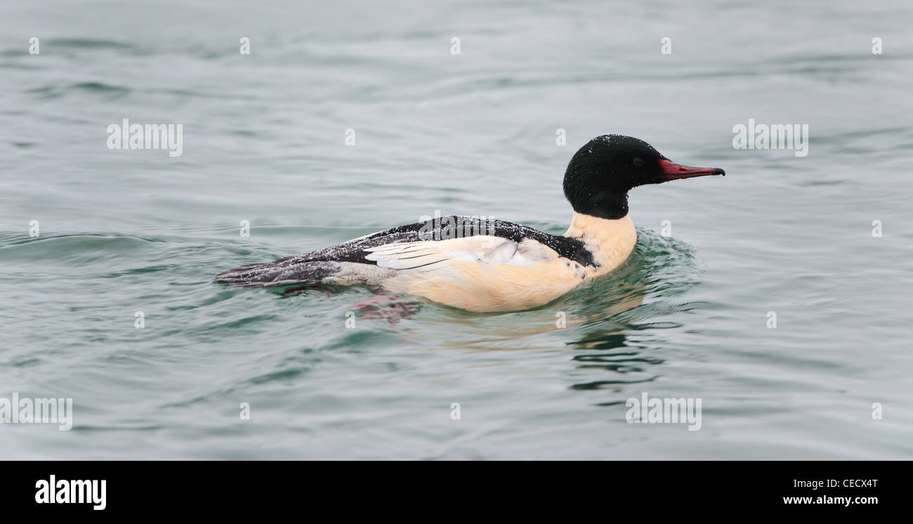 Common merganser birds hi-res stock photography and images - Alamy
