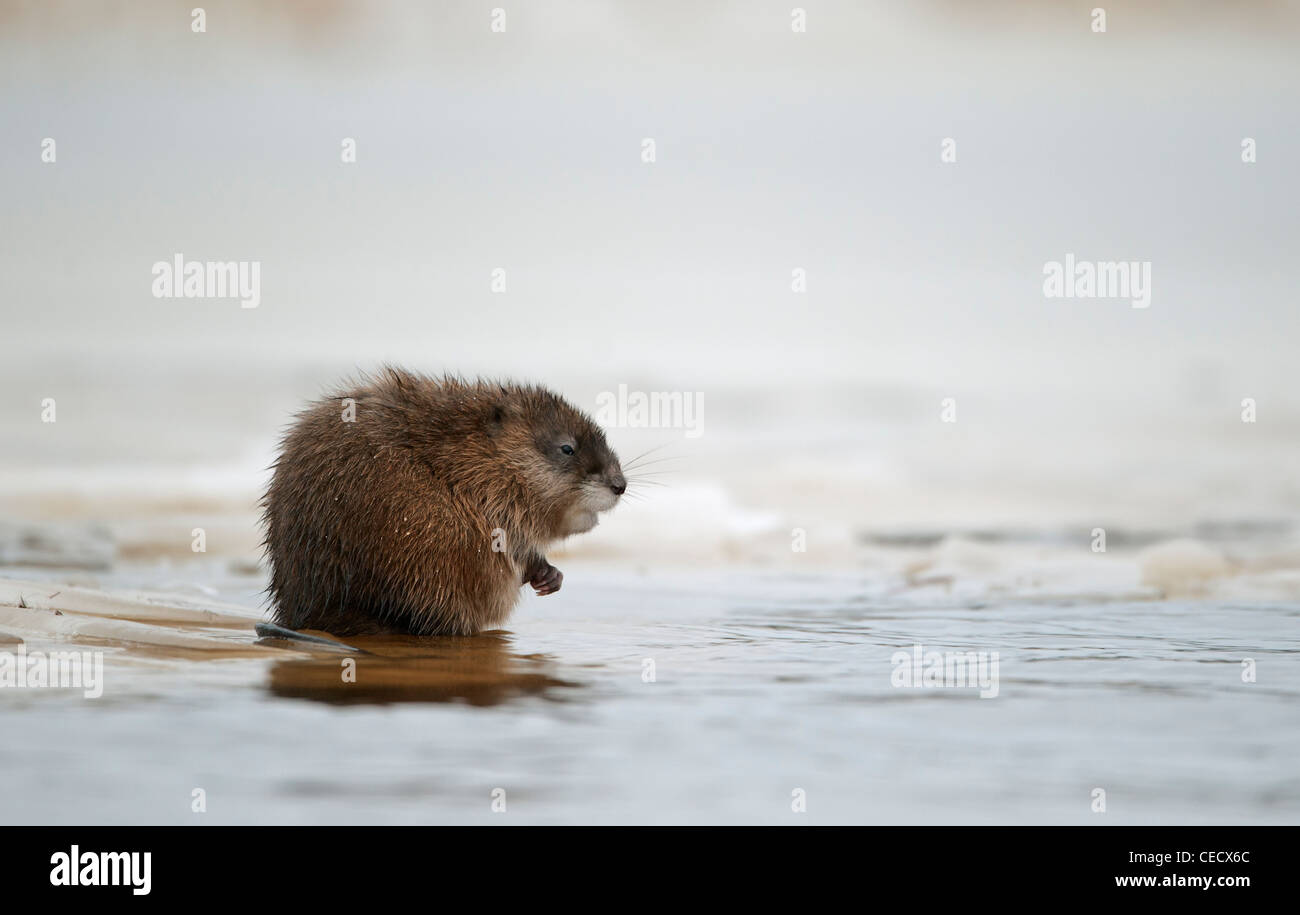 Wintering muskrat (Ondatra zibethicus) on the edge of the ice Stock Photo - Alamy