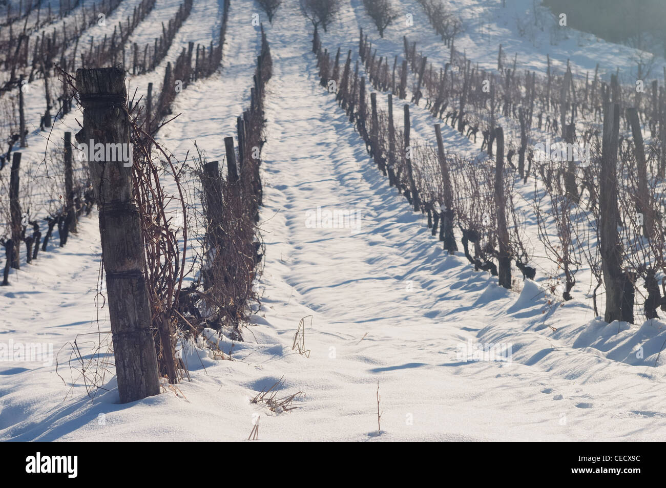 Vineyard in snow hi-res stock photography and images - Alamy