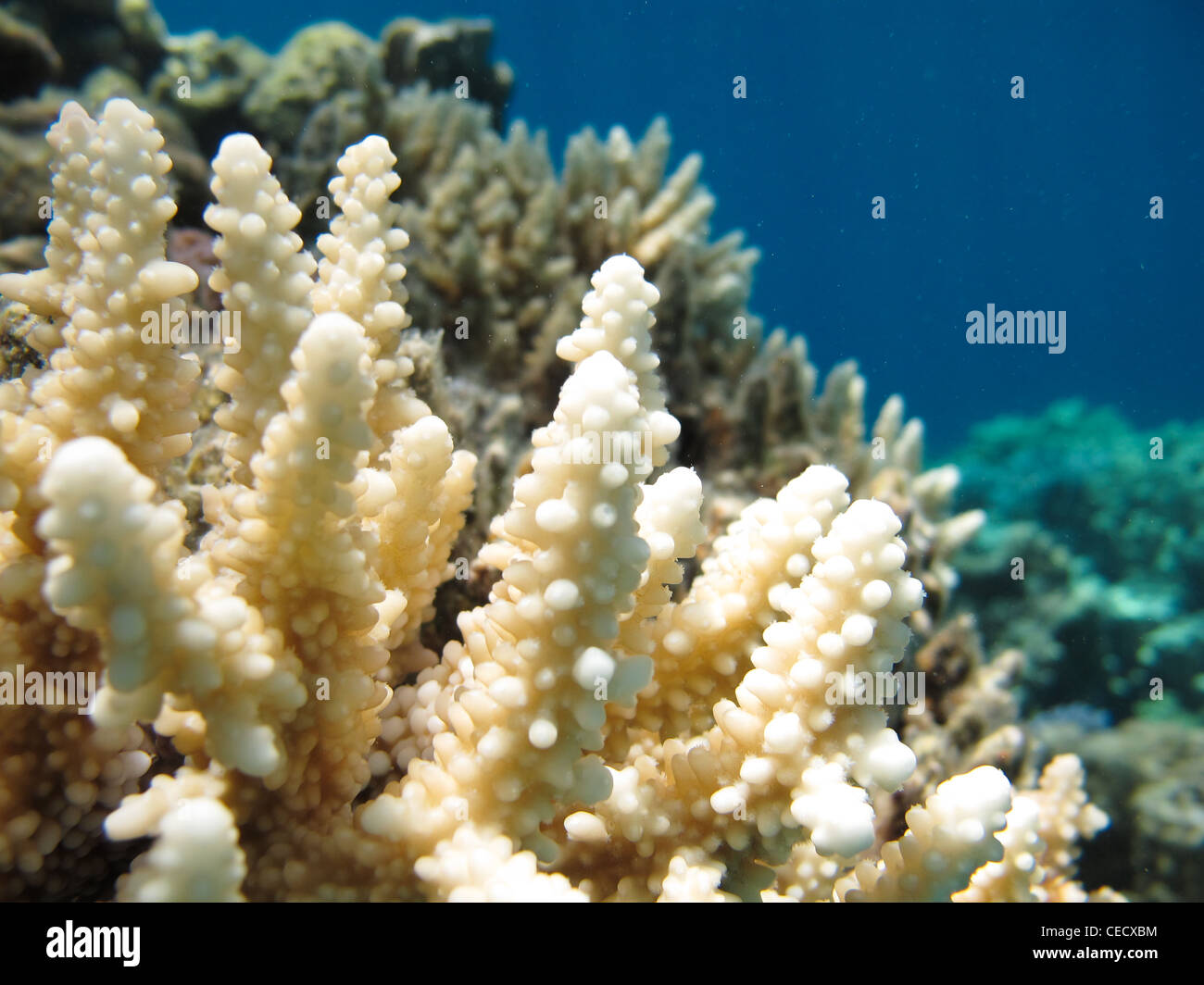 White soft corals in clear blue sea Stock Photo - Alamy