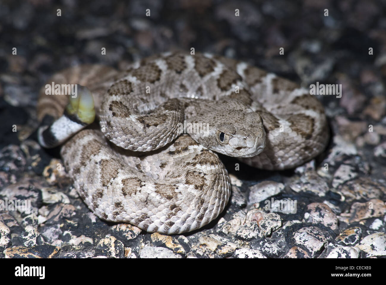 Neonate Western Diamond-backed Rattlesnake, (Crotalus atrox), Sierra ...