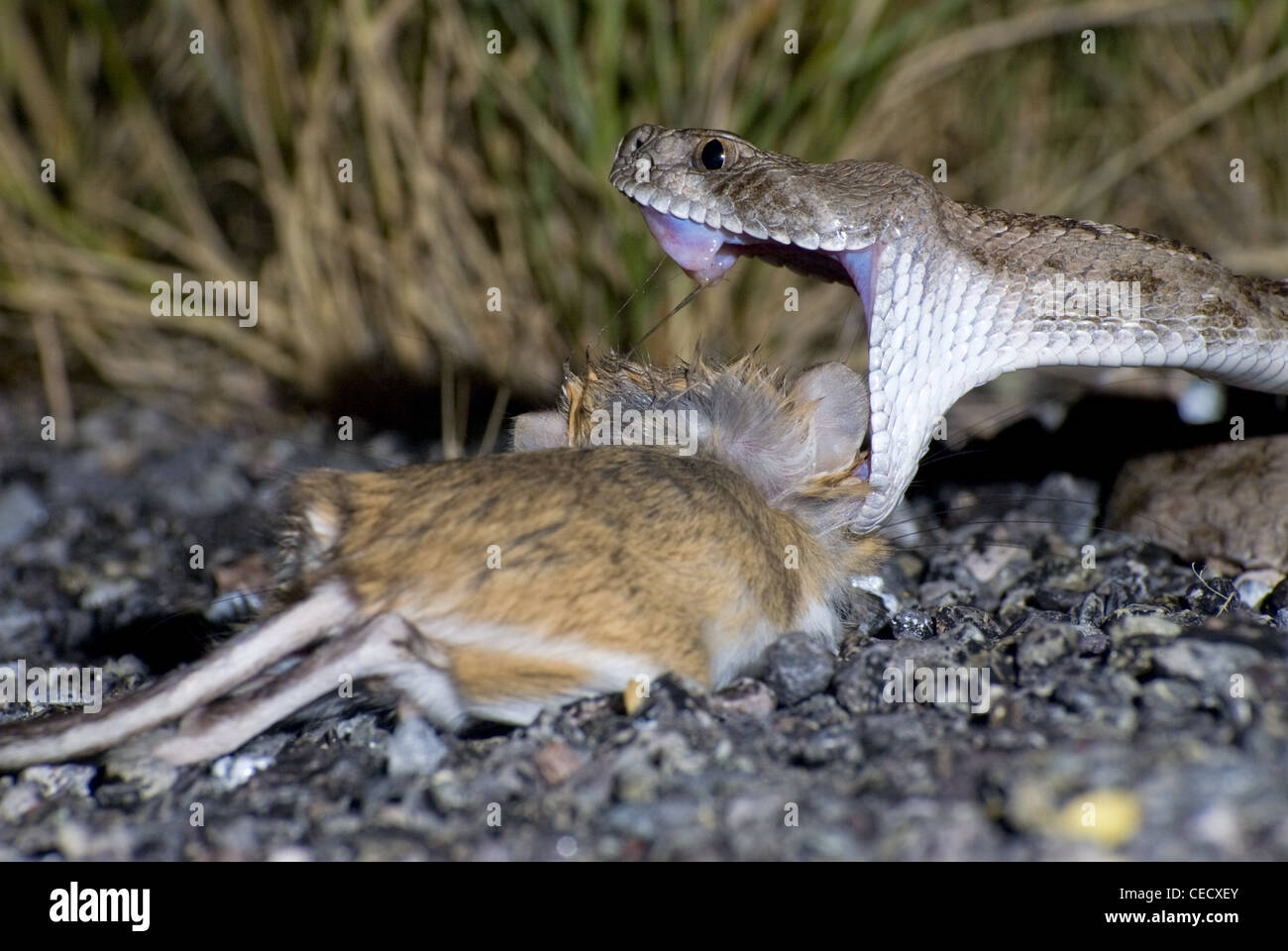 Snake Eating Kangaroo