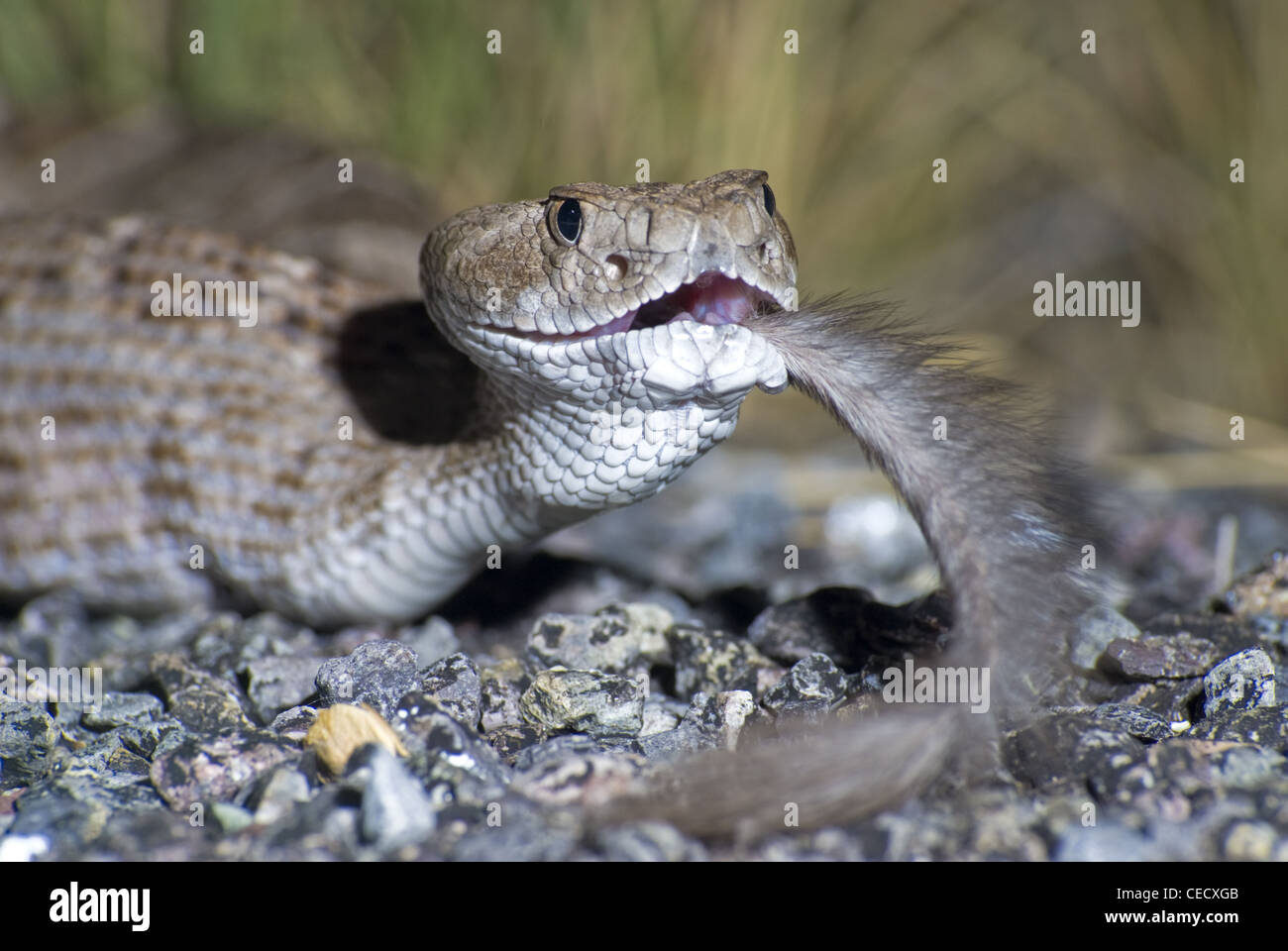 Snake Eating Kangaroo
