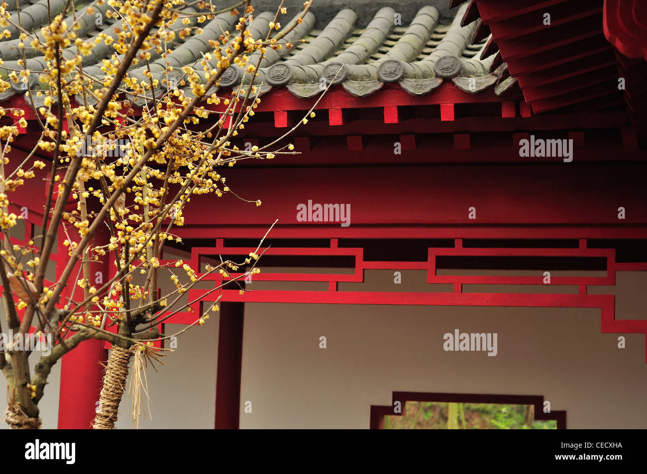 wintersweet,chinese traditional building,winter Stock Photo - Alamy