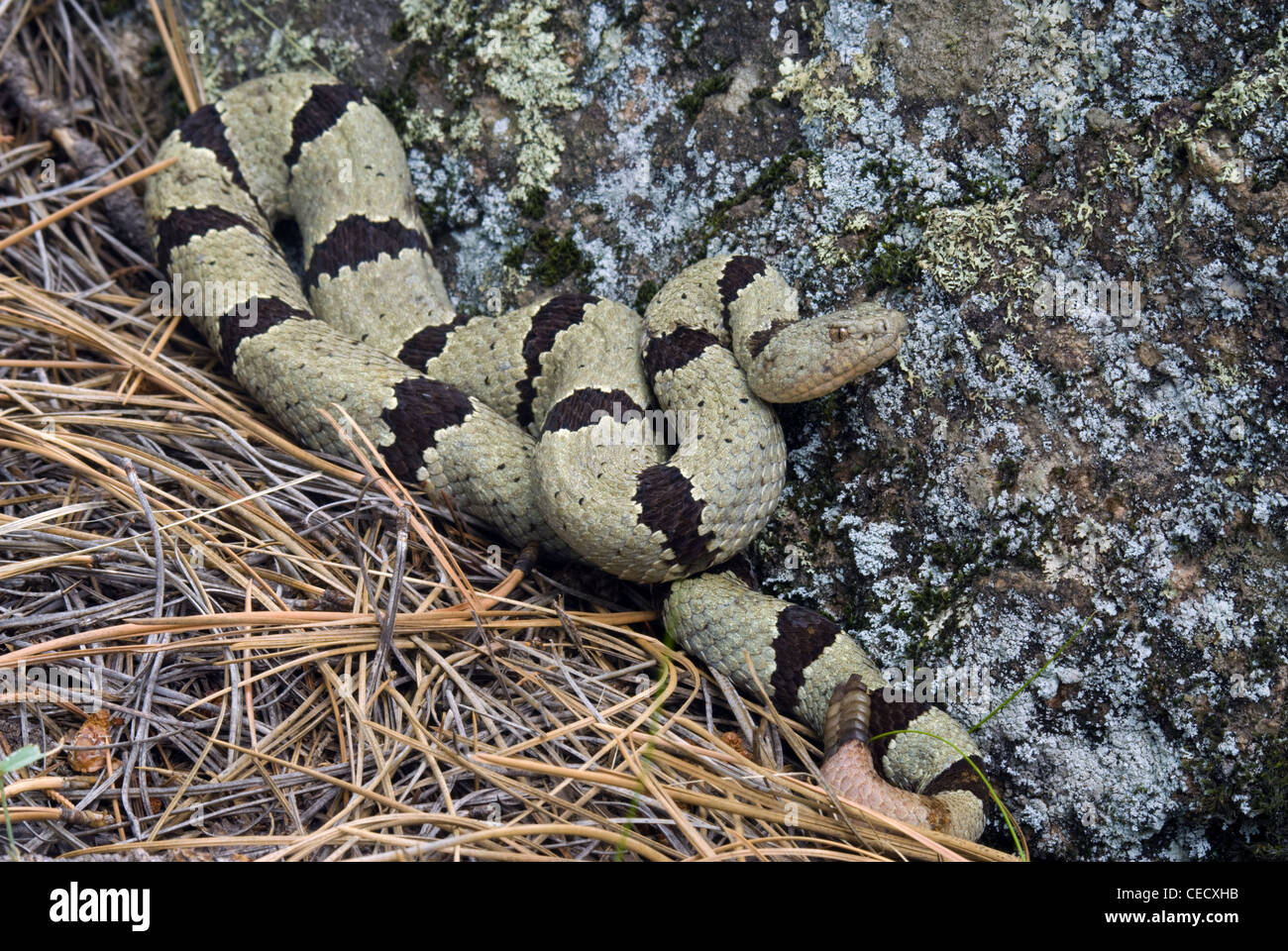 Male Banded Rock Rattlesnake, (Crotalus lepidis klauberi), Gallinas ...