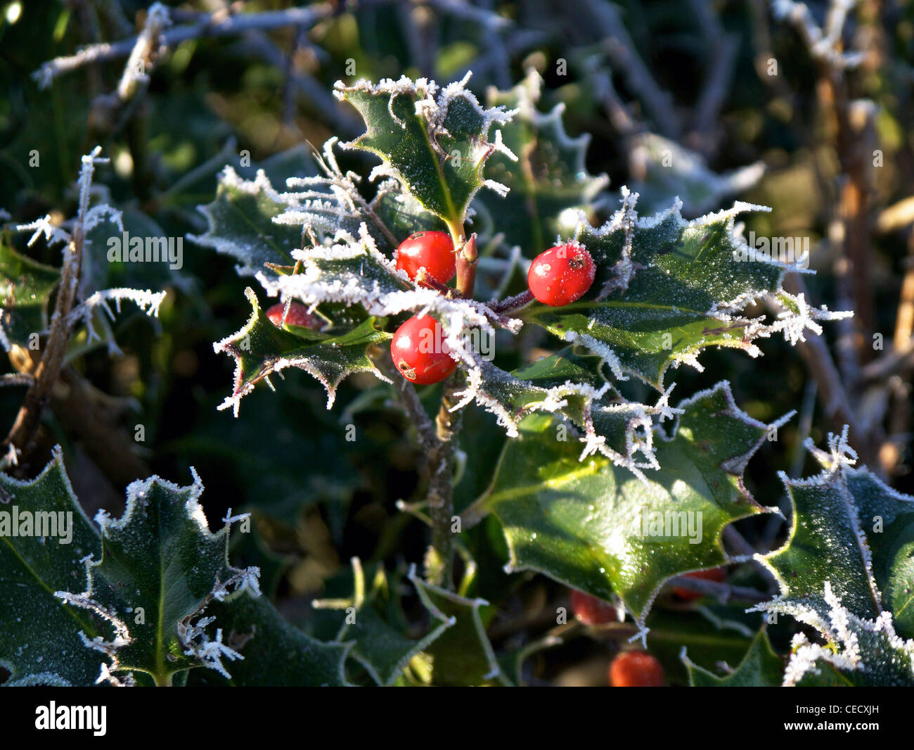 Holly frost berries hi-res stock photography and images - Alamy