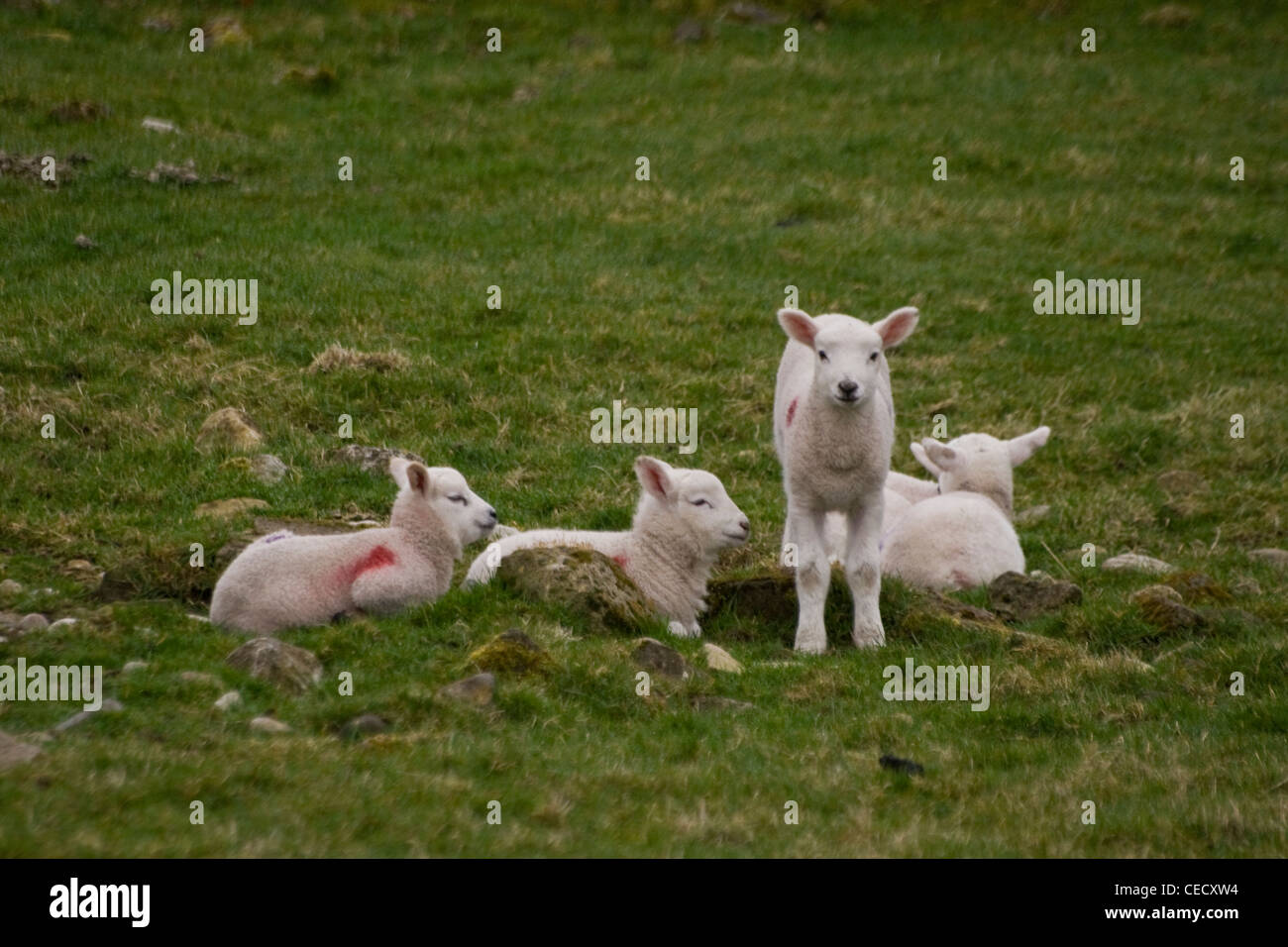 Five young Lambs in a field Stock Photo - Alamy