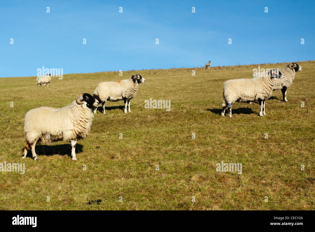 Domesticated Sheep in a field in Lancashire Stock Photo - Alamy