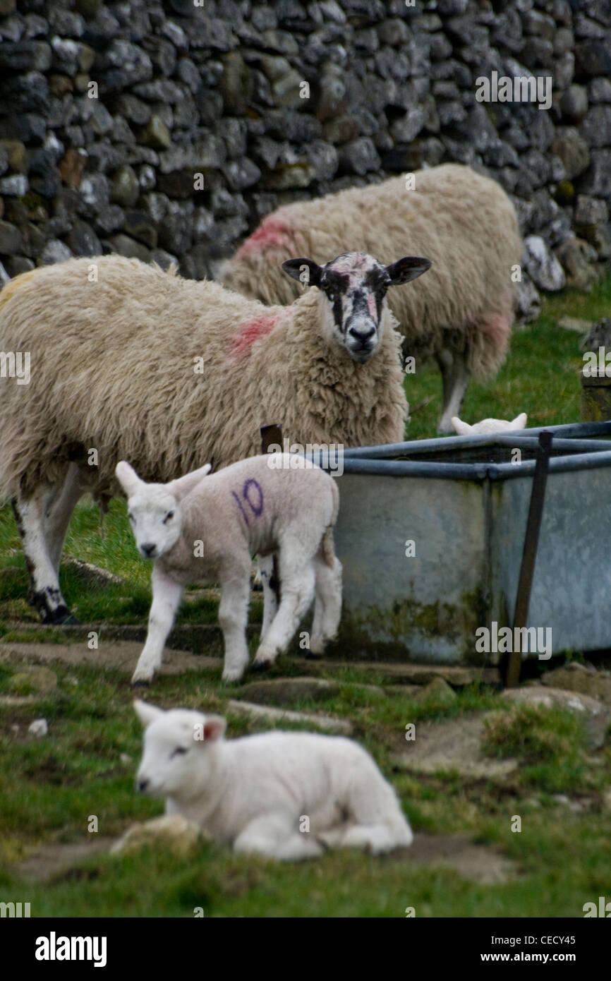 Adult sheep hi-res stock photography and images - Alamy