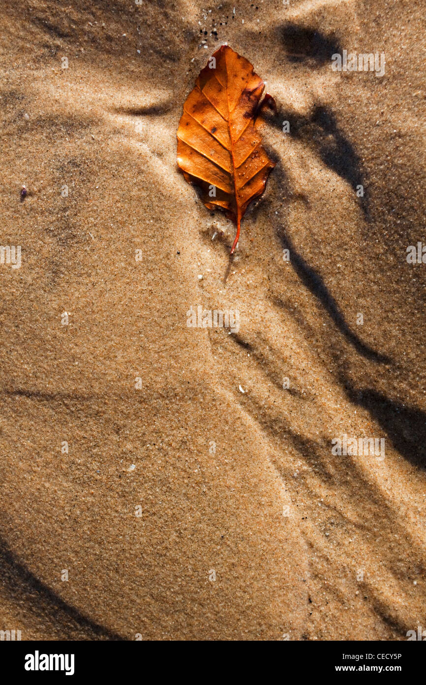 Leaf washed up on the Beach Stock Photo - Alamy