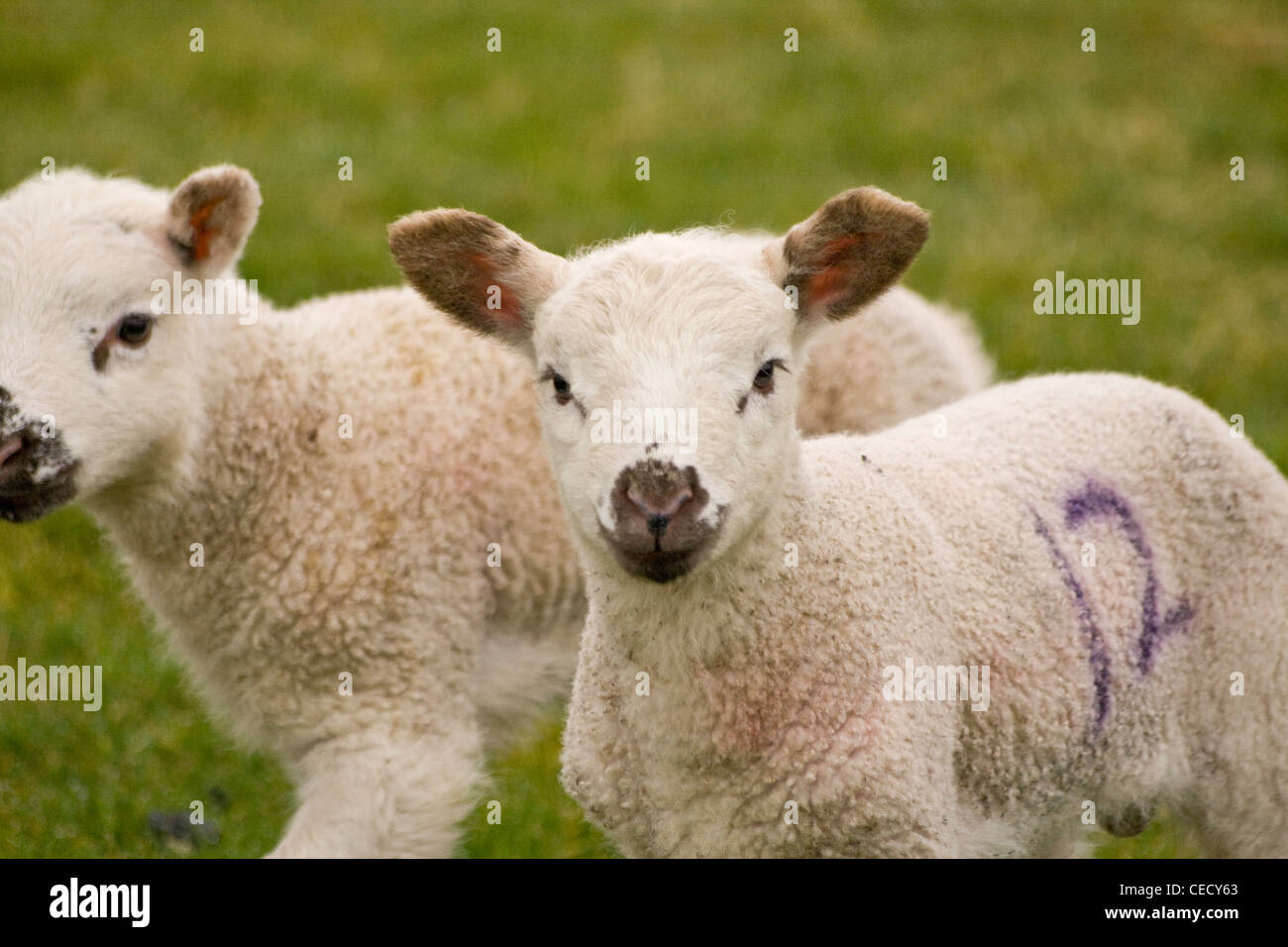 Two young lambs Stock Photo - Alamy