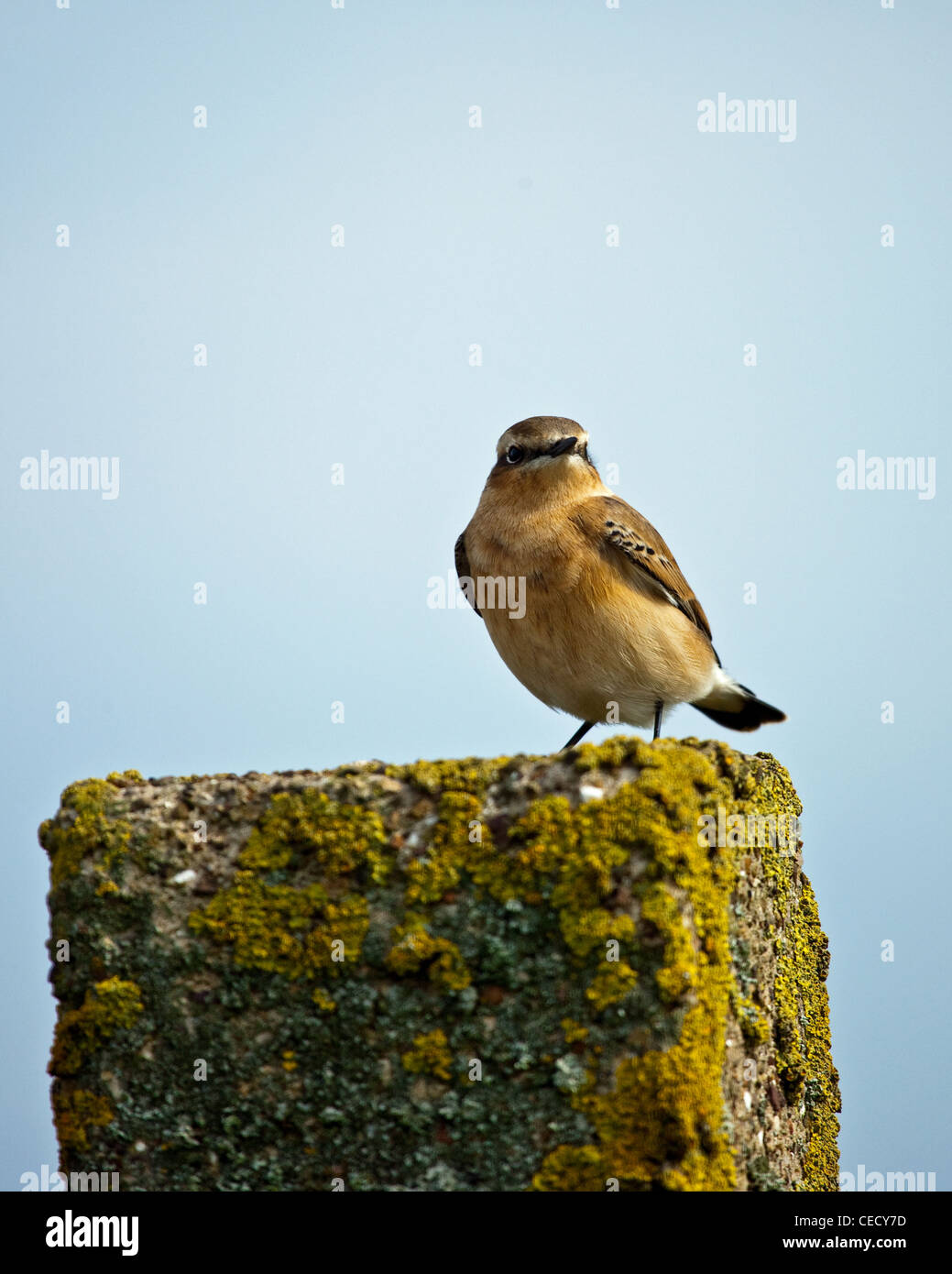 Ornithology twitcher hi-res stock photography and images - Alamy
