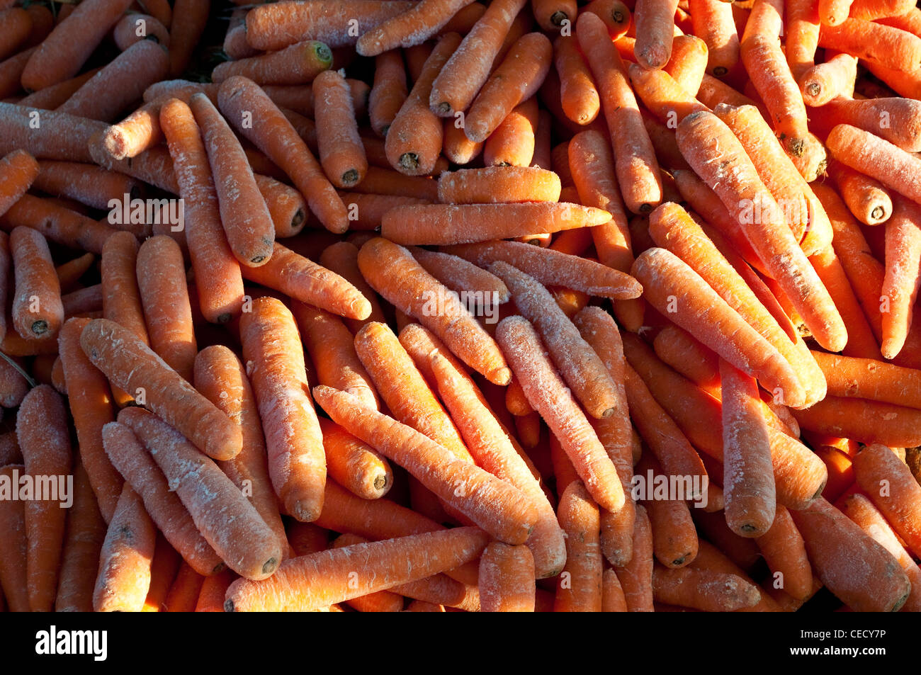 Carrots covered in frost, Norfolk, England, UK Stock Photo - Alamy
