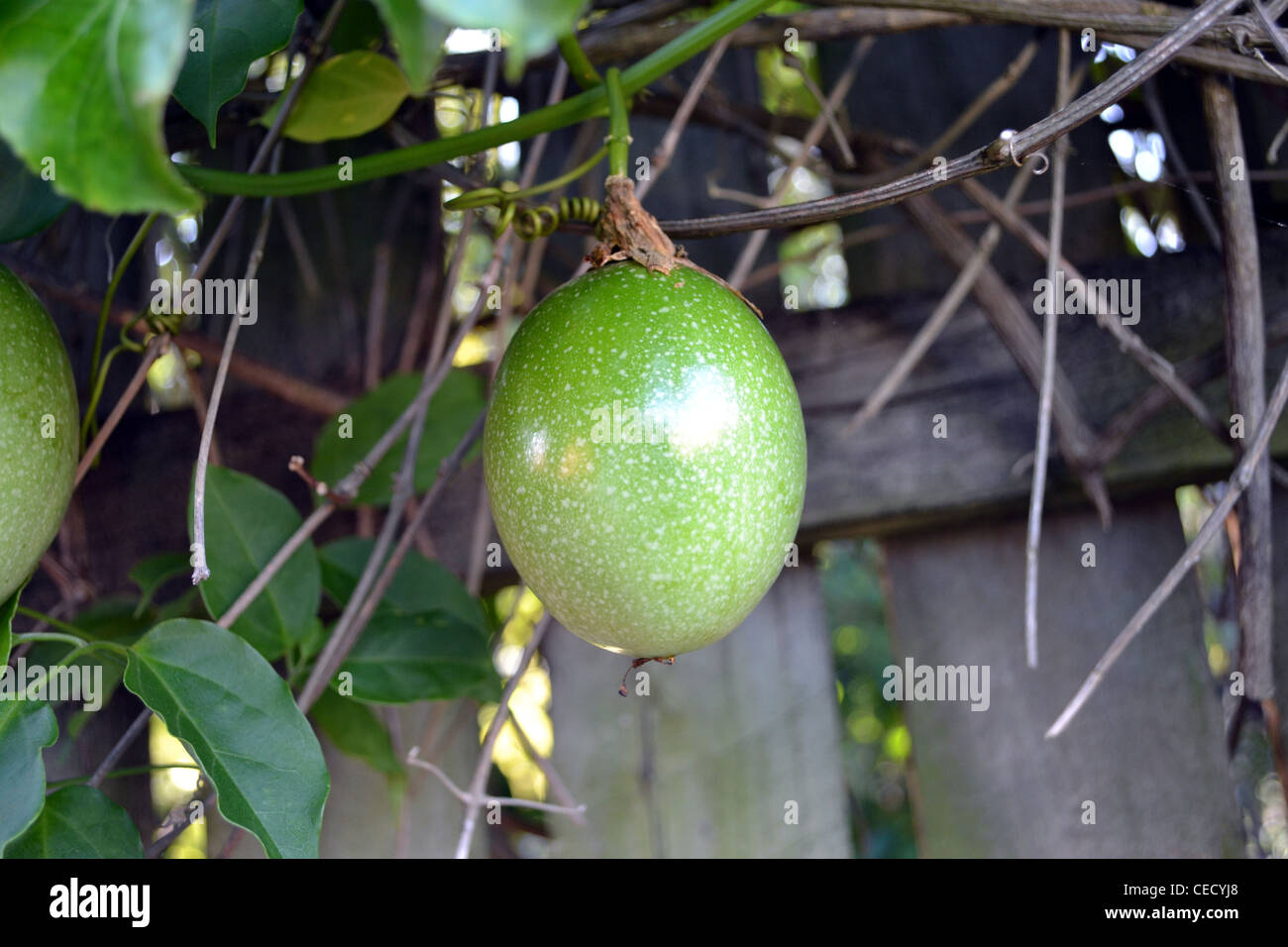Passion fruit growing on vine Stock Photo - Alamy