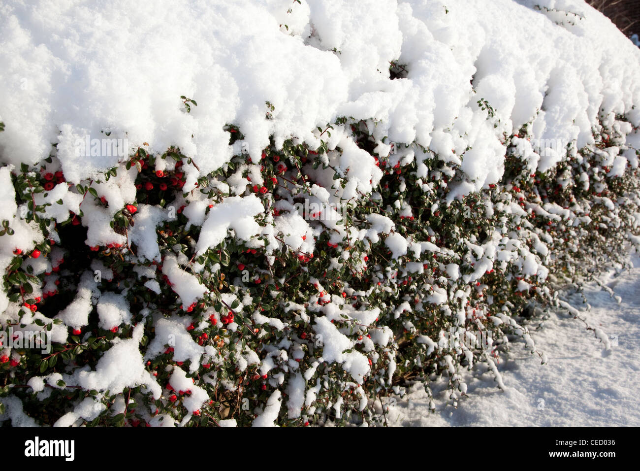 Snow bush birds hi-res stock photography and images - Alamy