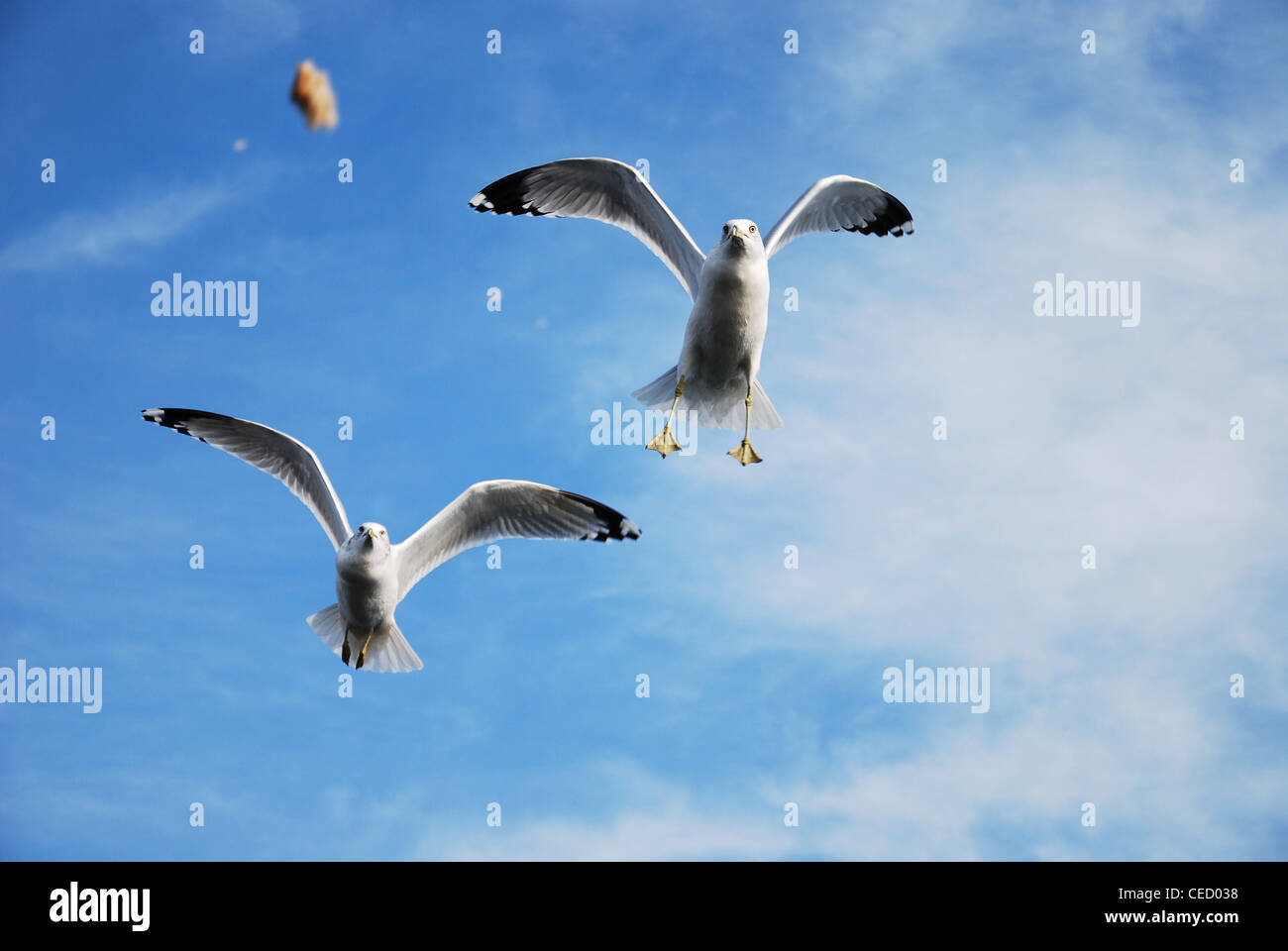 Sky two birds hi-res stock photography and images - Alamy