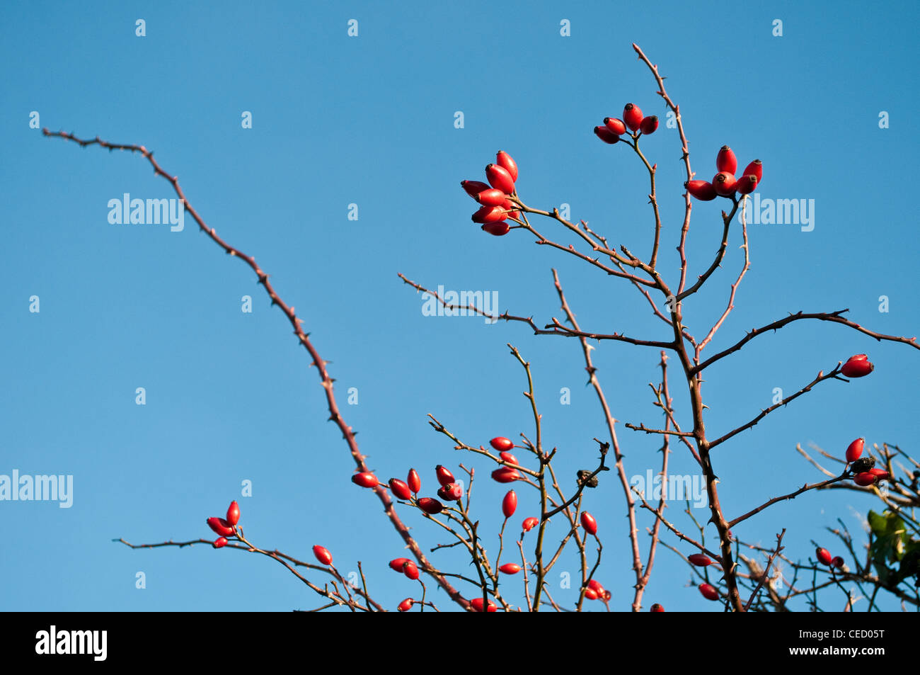 Rose hip, England, UK Stock Photo - Alamy