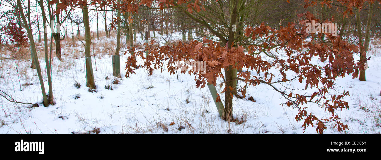 Red oak sapling hi-res stock photography and images - Alamy