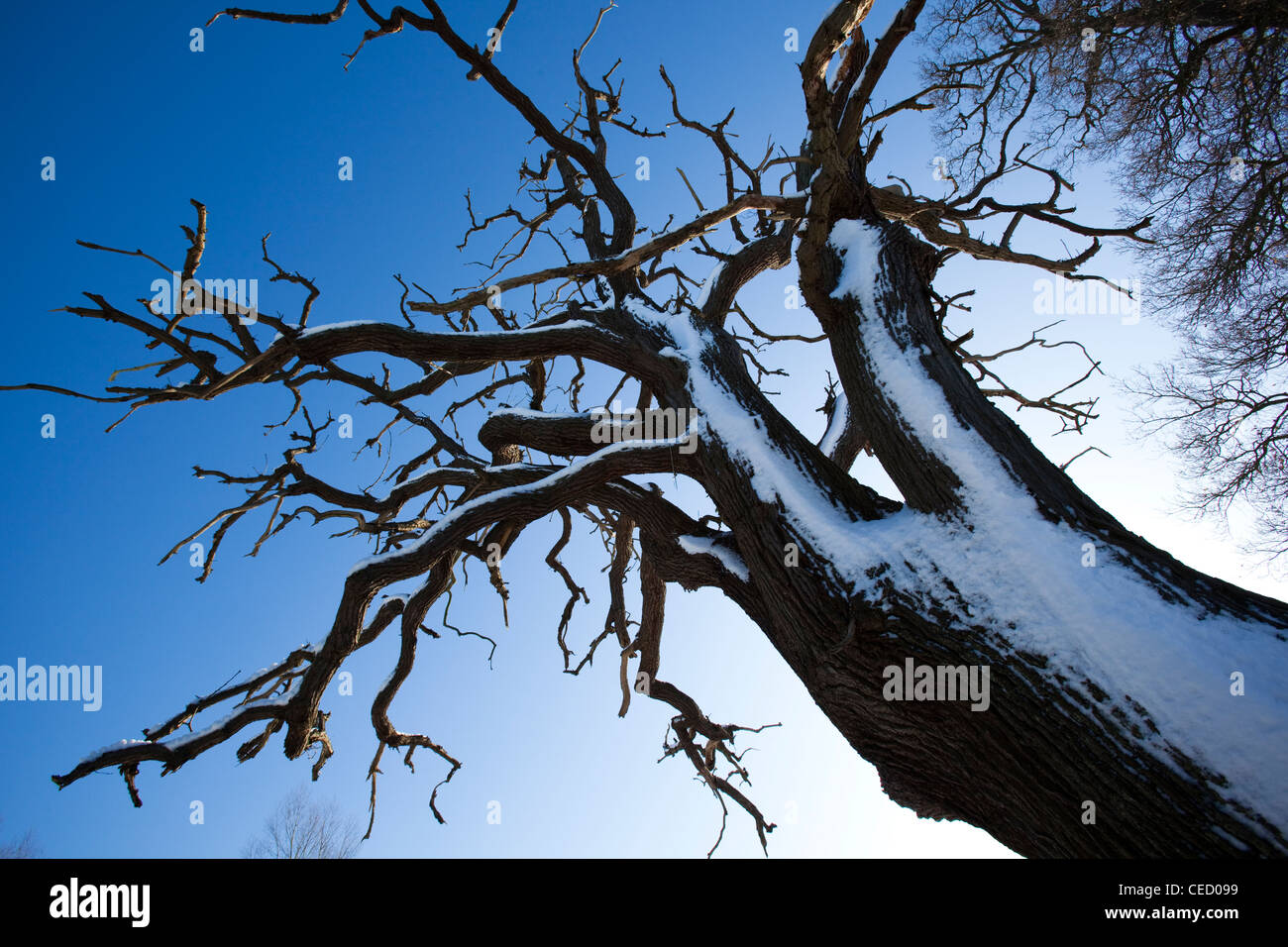 Bleak tree hi-res stock photography and images - Alamy
