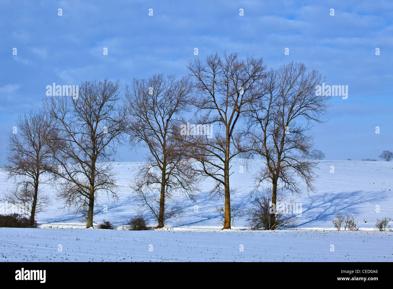 Bare Trees in Winter Stock Photo - Alamy