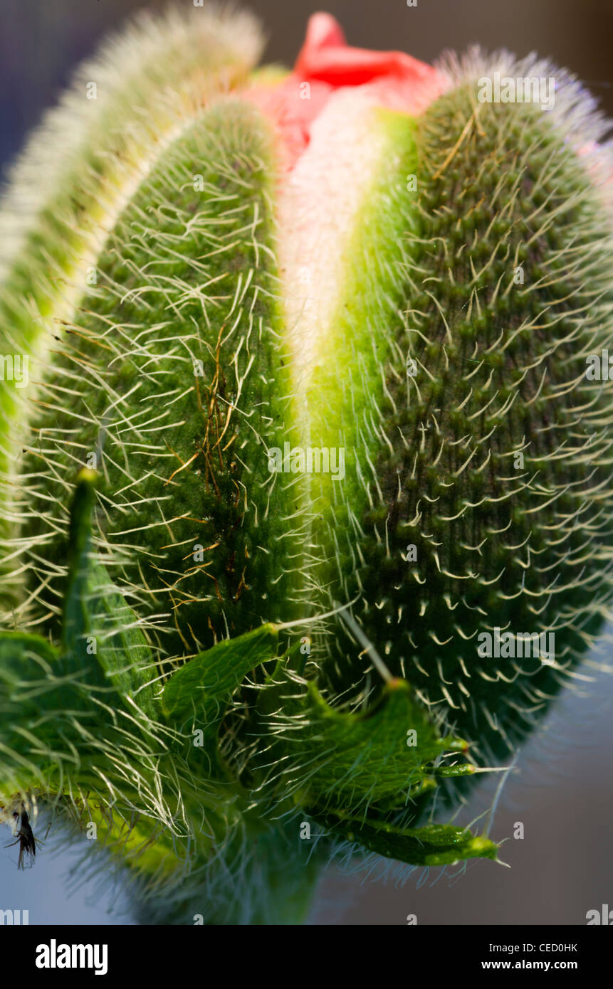 Single Papaver Poppy bud opening to show a pink flower Stock Photo - Alamy