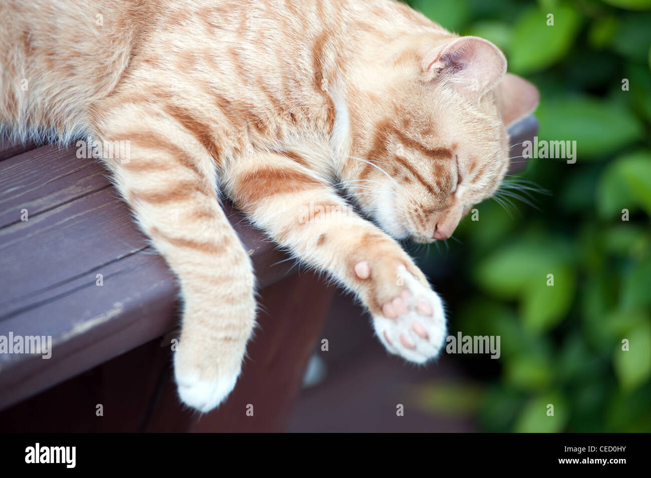 Yellow cat sleeping on the bench in the park Stock Photo - Alamy