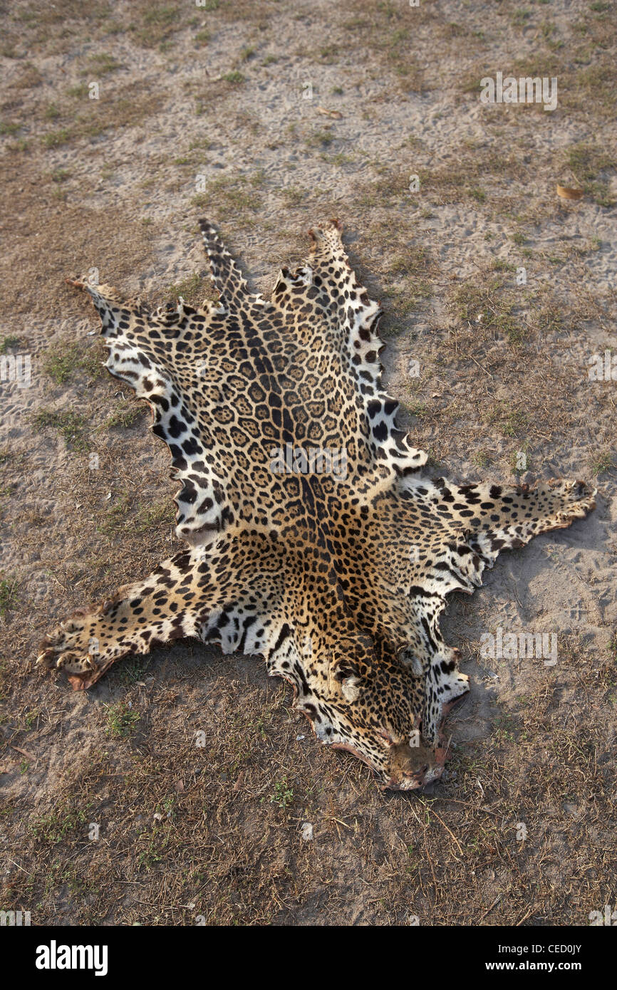 Fur Pelt High Resolution Stock Photography and Images - Alamy