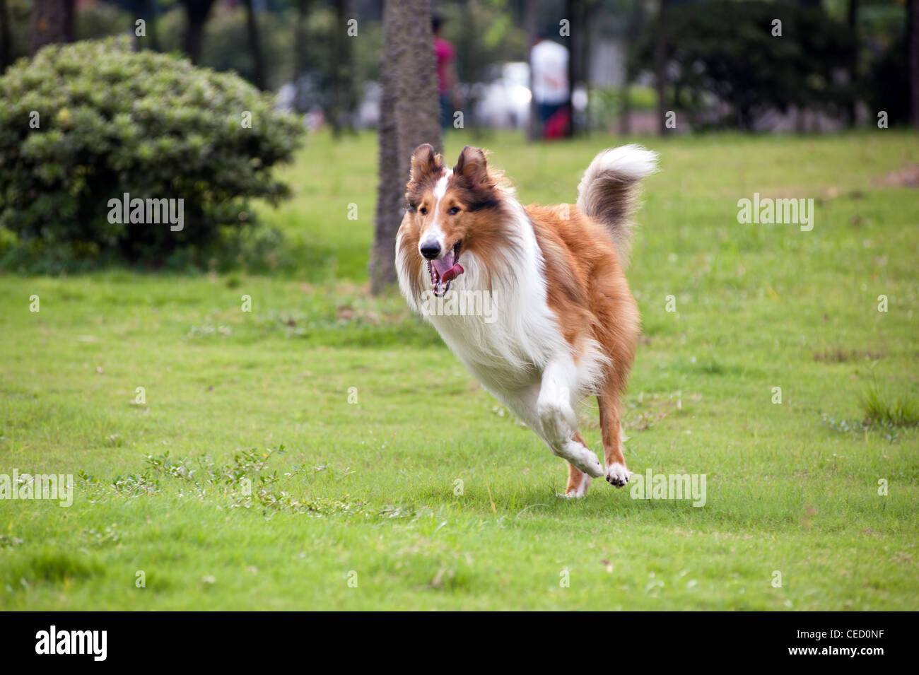 Rough collie pup hi-res stock photography and images - Alamy