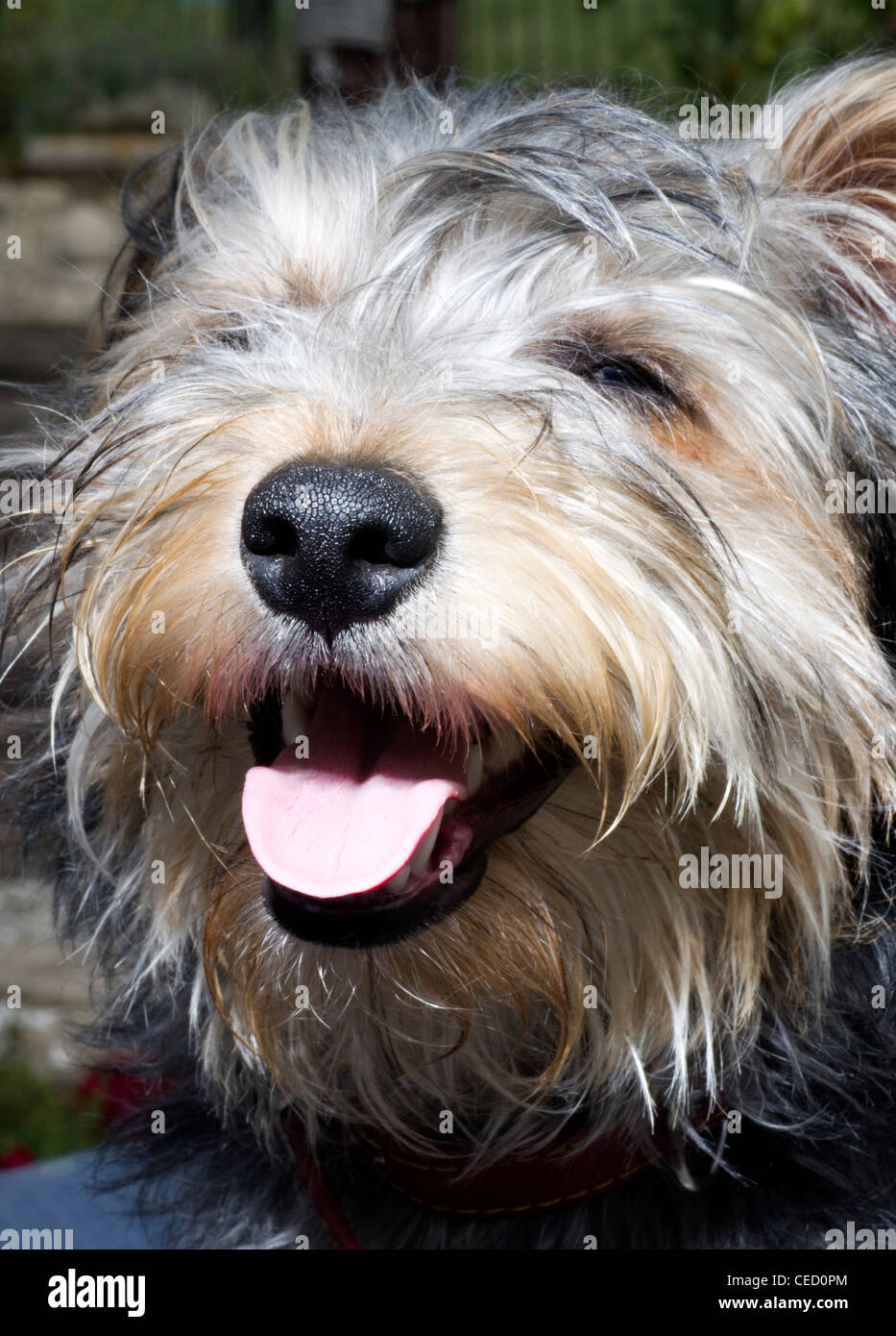 Golden yorkie hi-res stock photography and images - Alamy