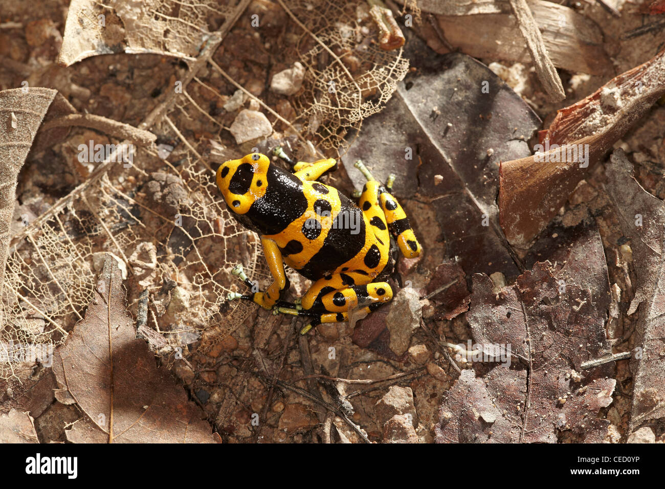 Yellow-banded Poison Dart Frog, Dendrobates leucomelas, in the tropical ...