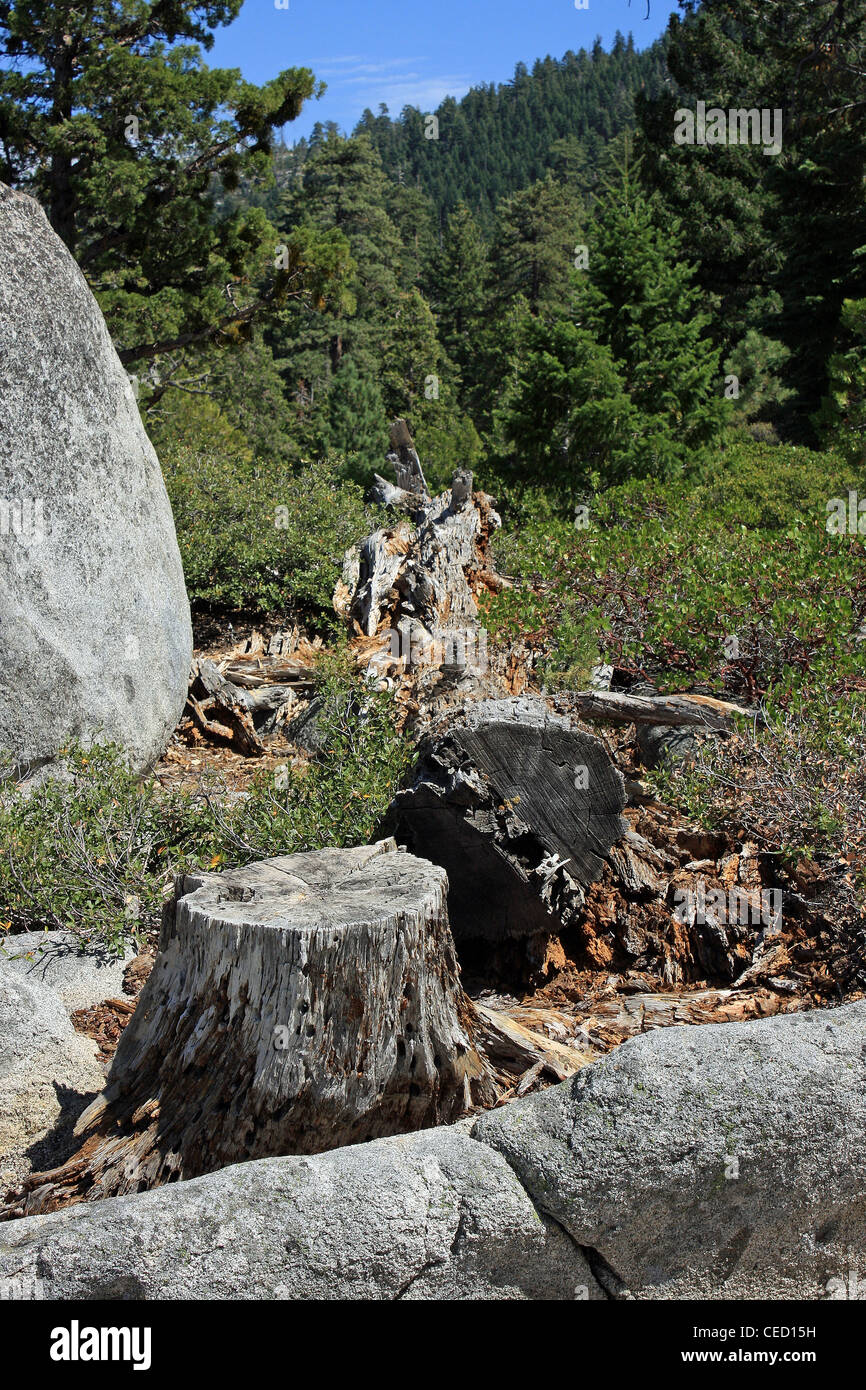 A tree stump with the rest of the fallen tree next to it Stock Photo ...