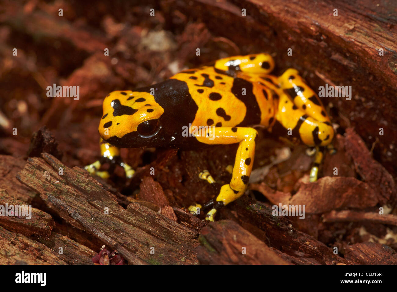 Yellow banded poison dart frog hi-res stock photography and images - Alamy