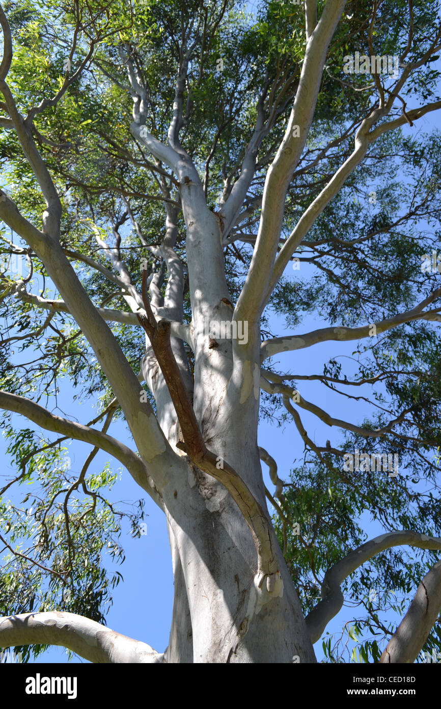 Australian gum tree hi-res stock photography and images - Alamy