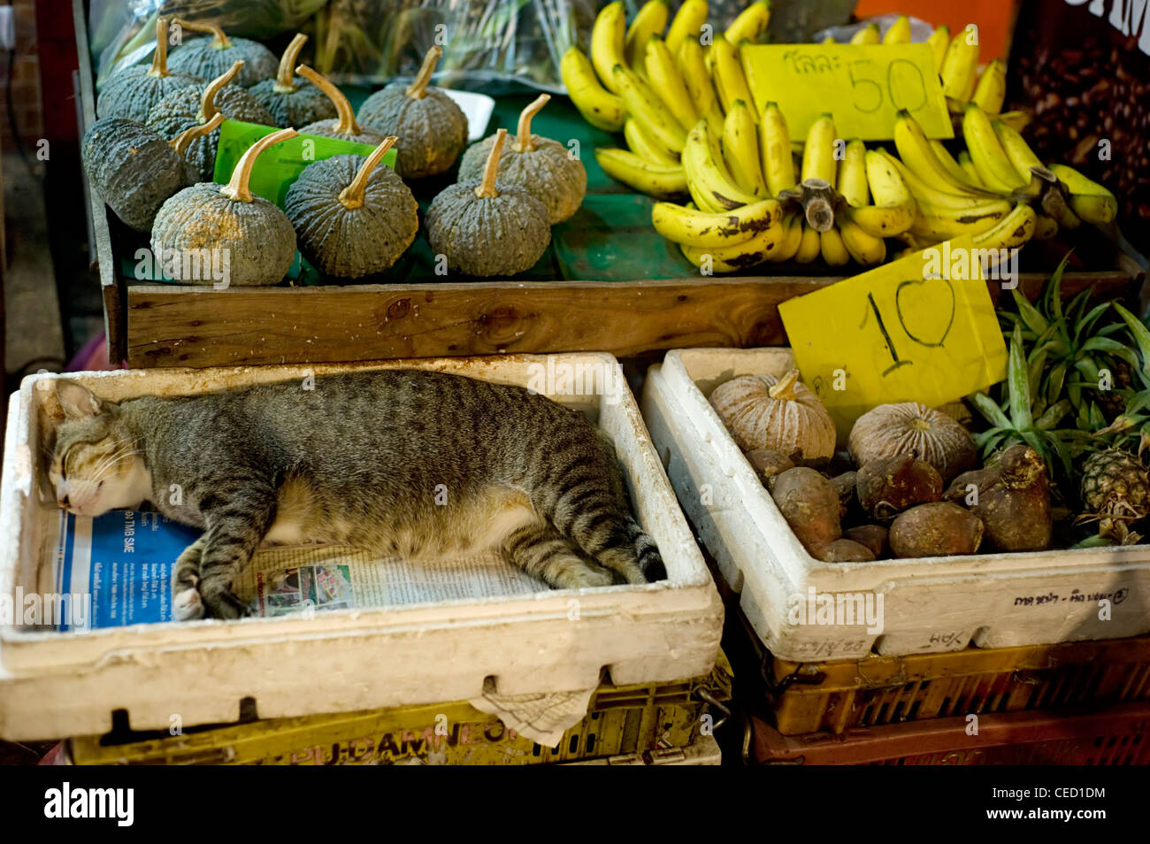 Cat sleeping at street market in Bangkok's Chinatown Stock Photo - Alamy