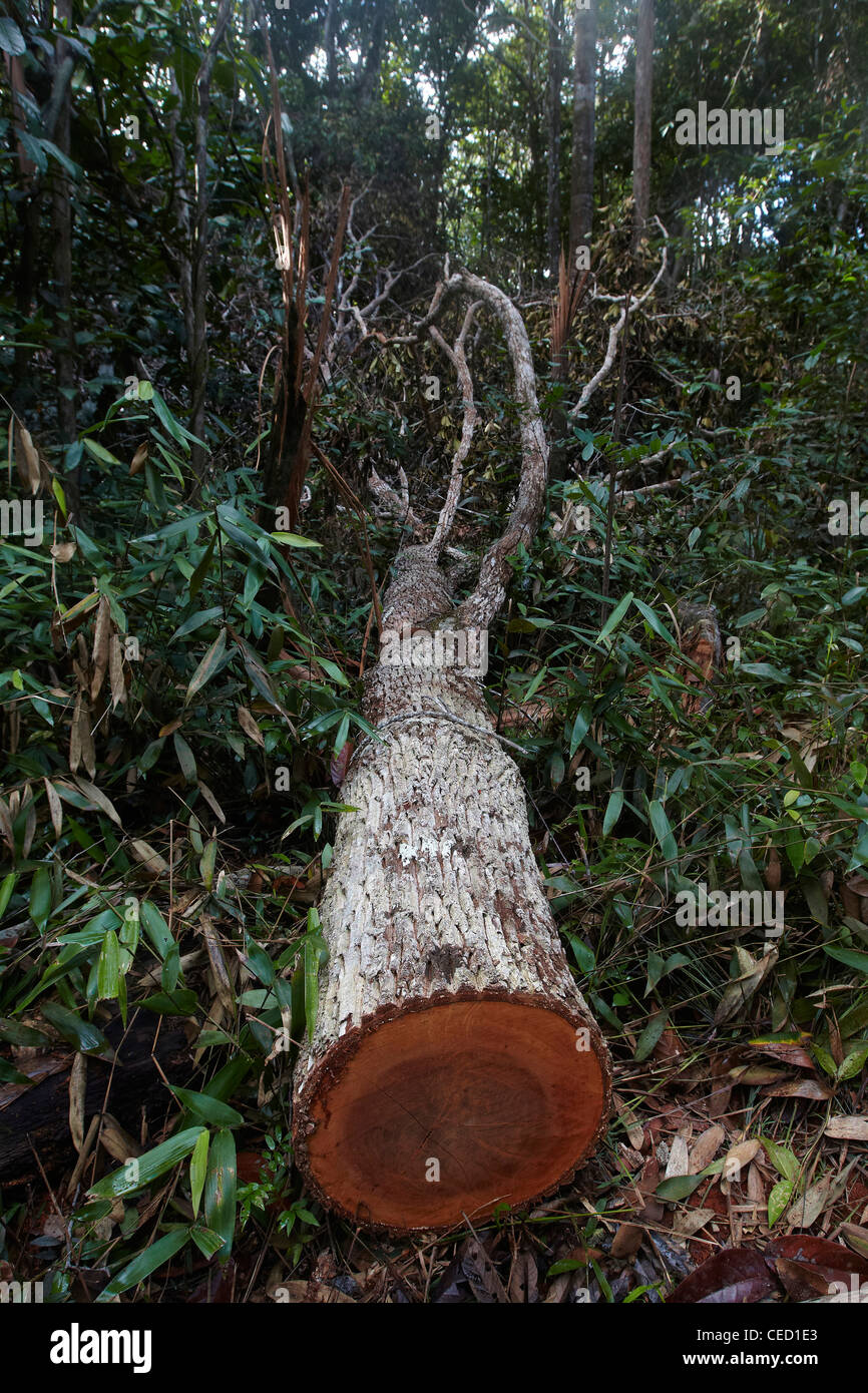 Amazon rainforest deforestation logging hi-res stock photography and ...