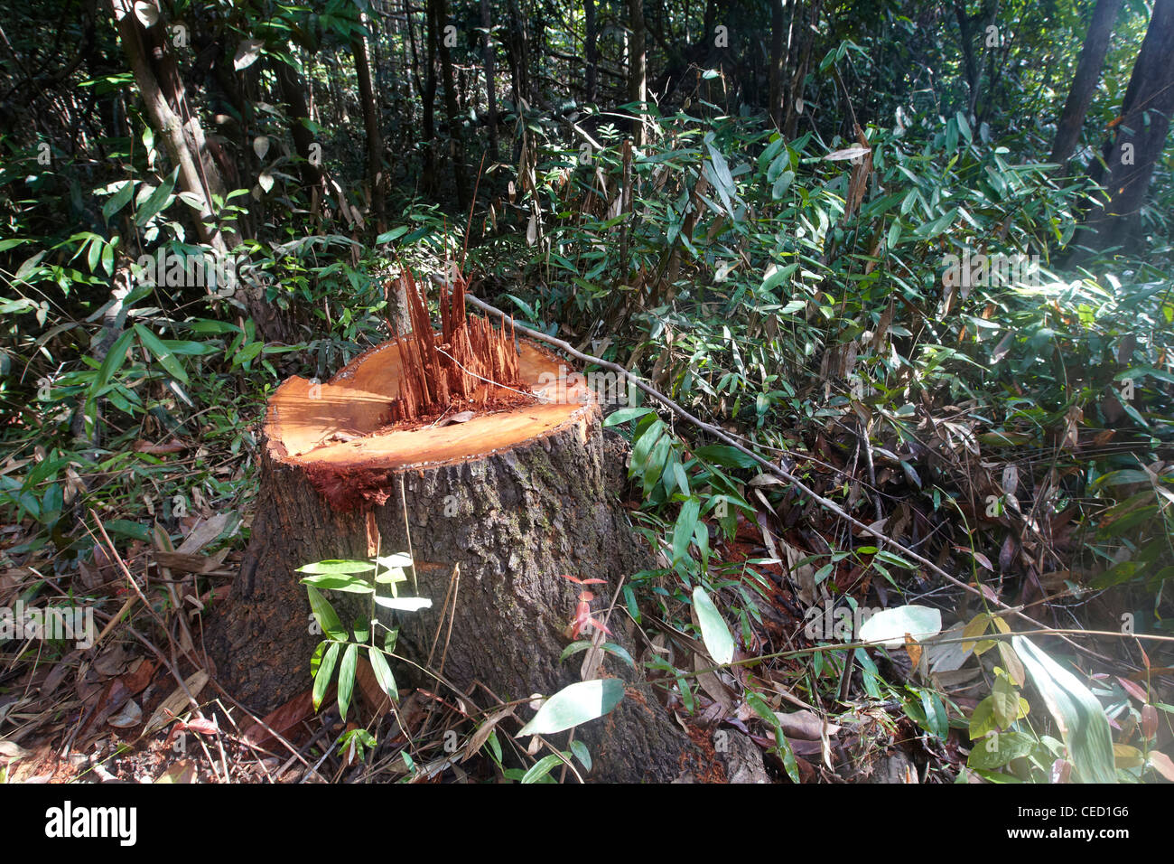 Tree felled by loggers in the tropical primary rainforest, Rewa ...