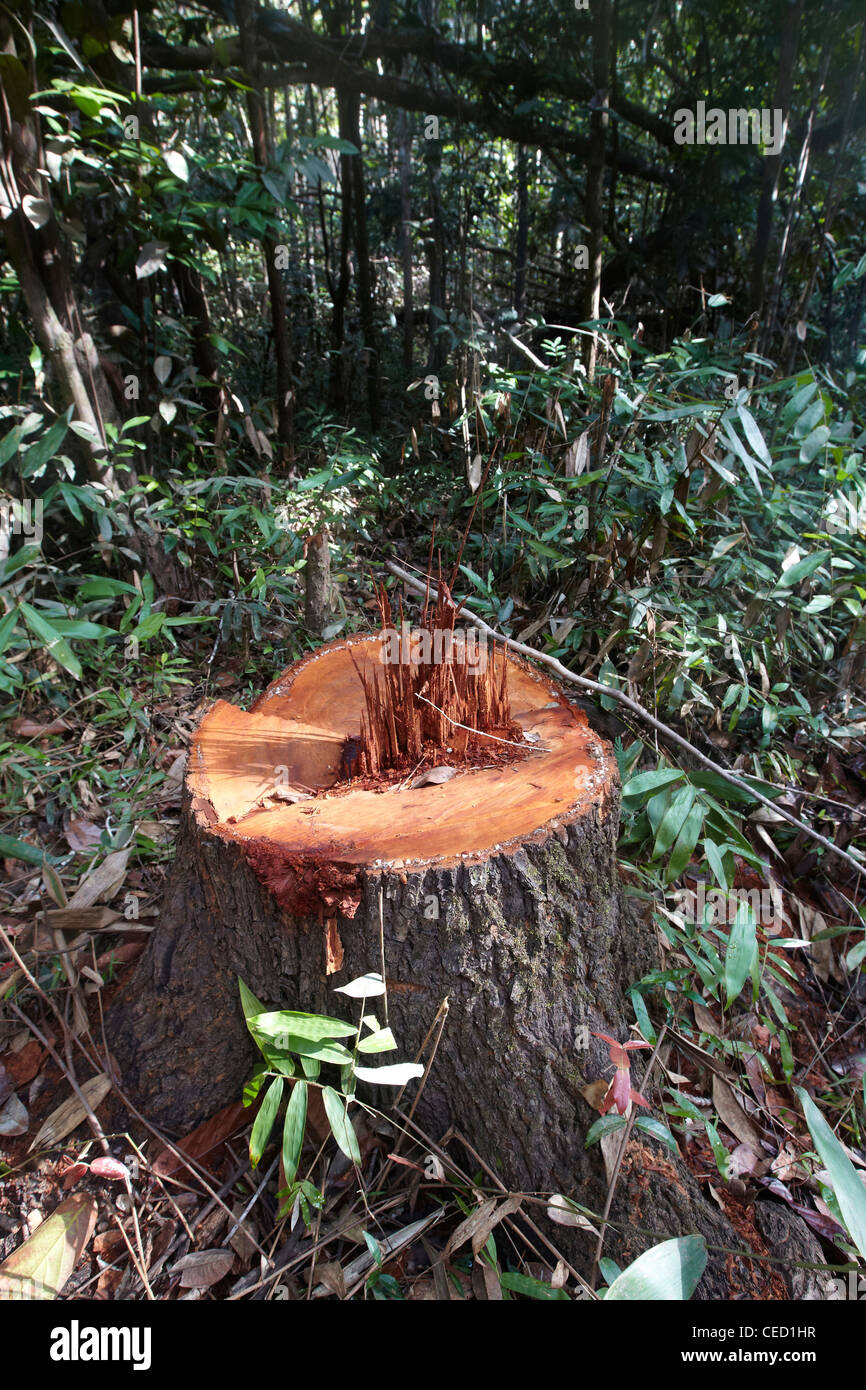 Logging rainforest hi-res stock photography and images - Alamy