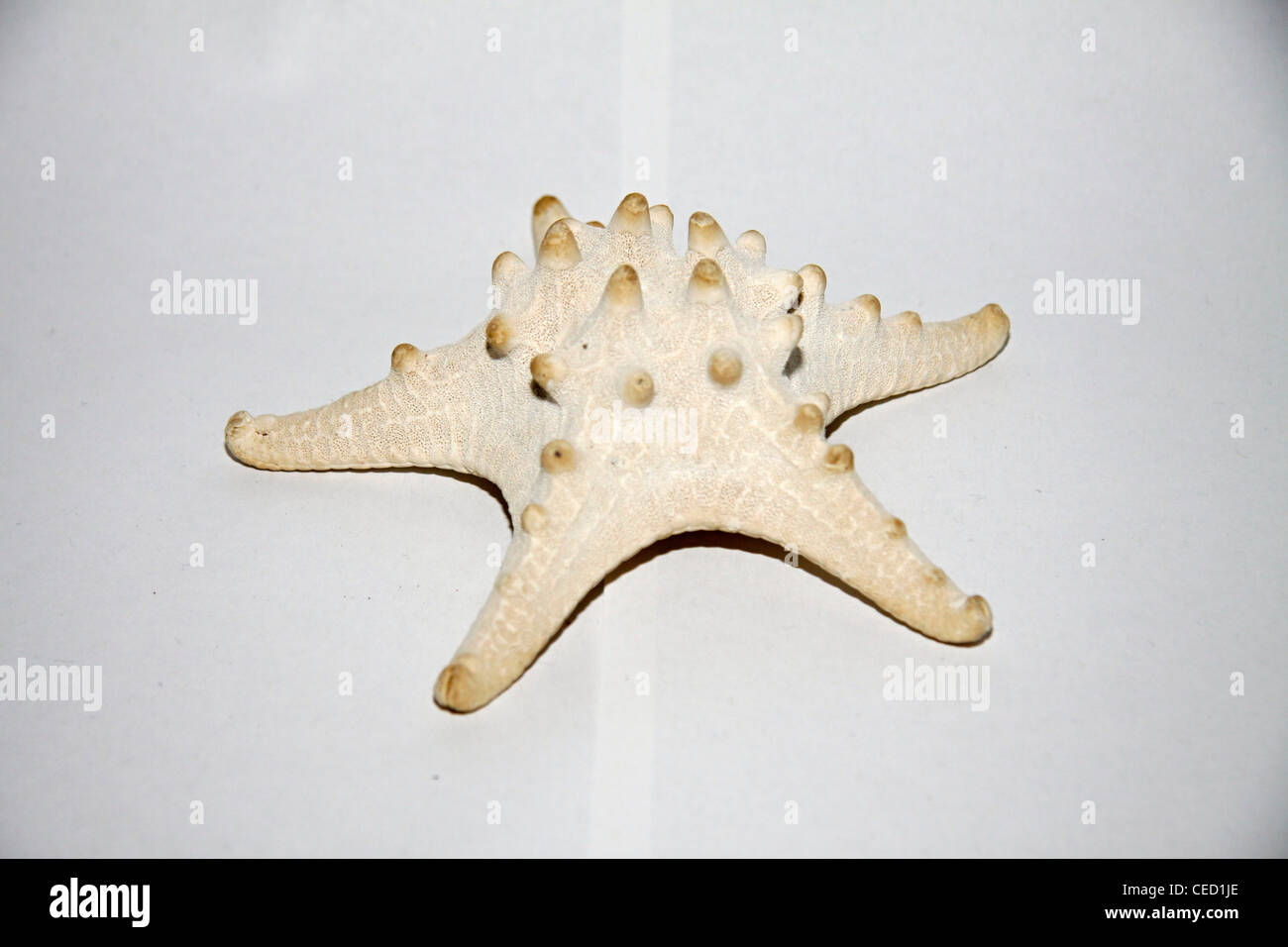 Real starfish hi-res stock photography and images - Alamy