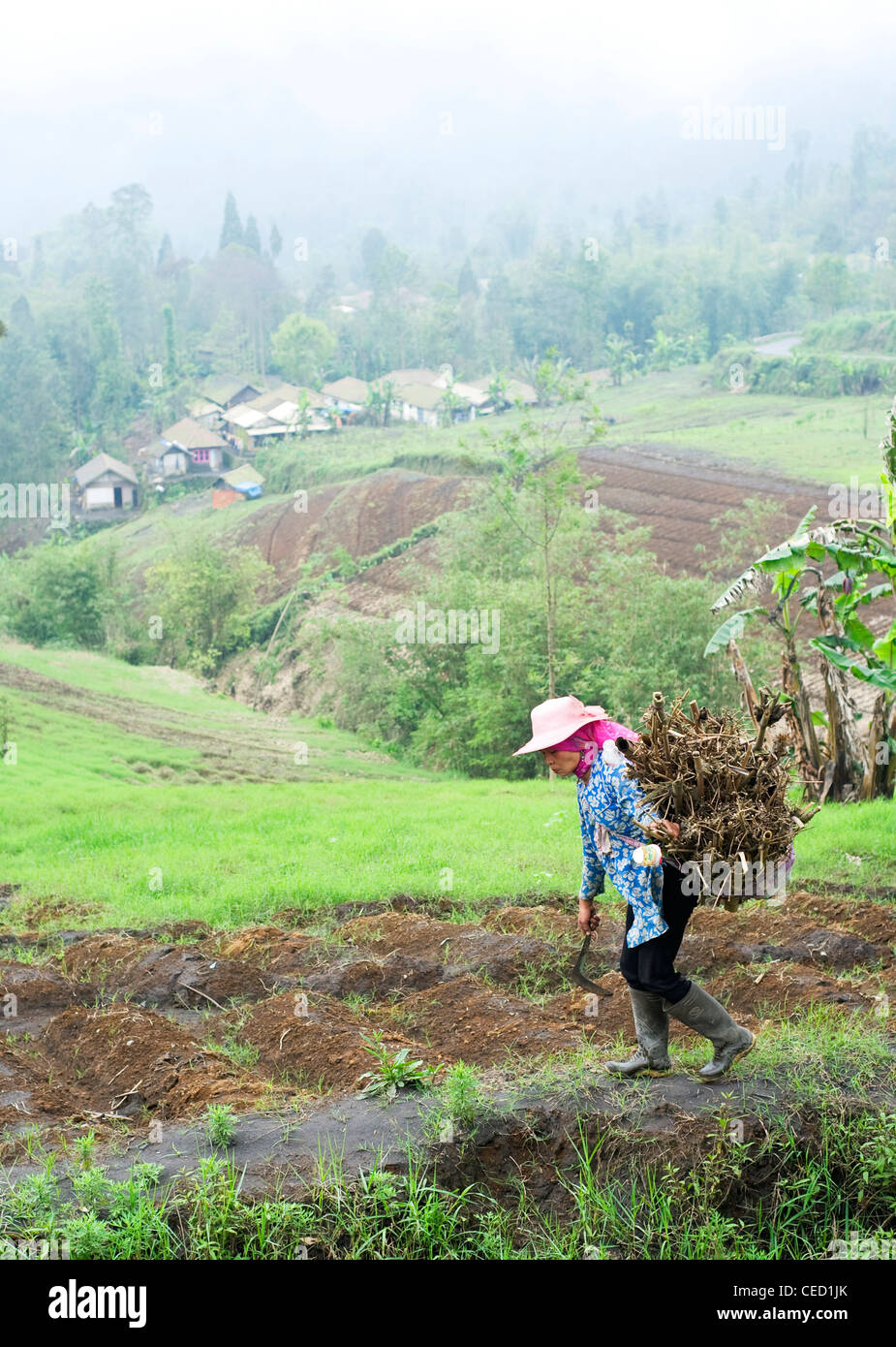 Firewood women forest tropical hi-res stock photography and images - Alamy