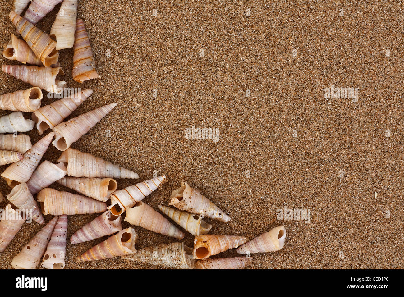 Tower Shells frame on the beach with text area Stock Photo - Alamy