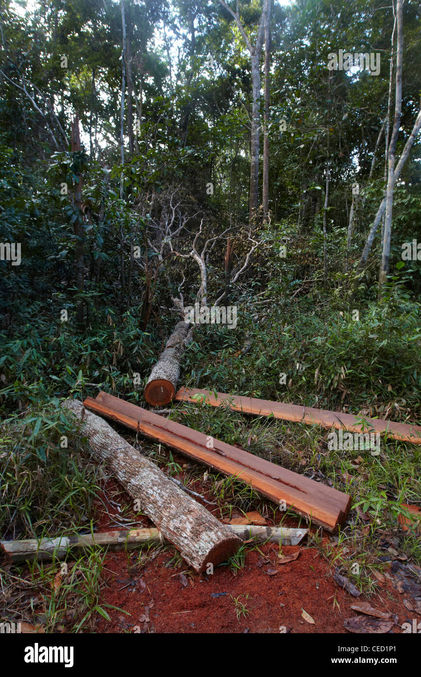 Amazon rainforest deforestation logging hi-res stock photography and ...