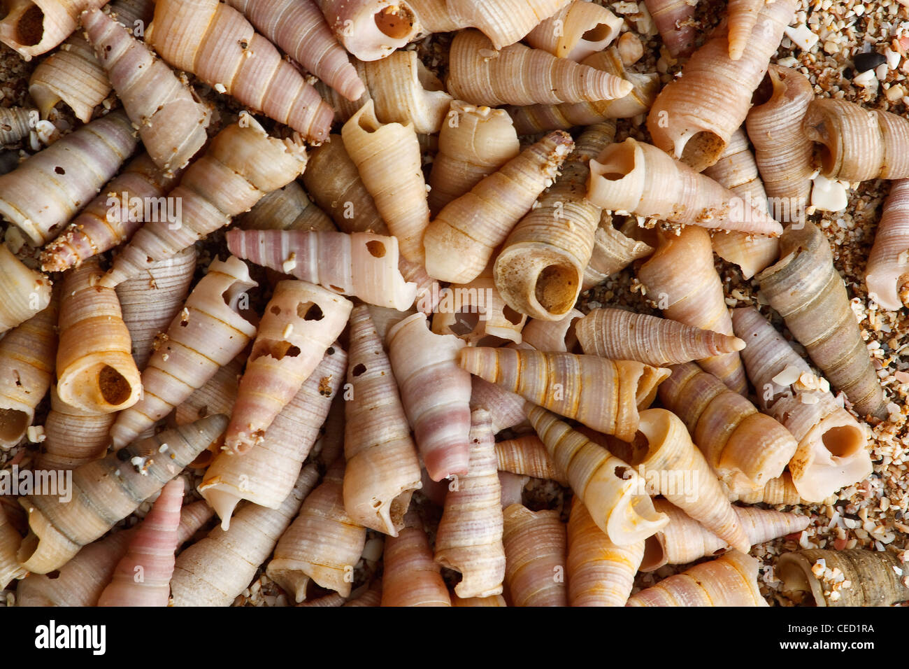 a pile of tower shells, found in abundance on the beaches of the Solway ...