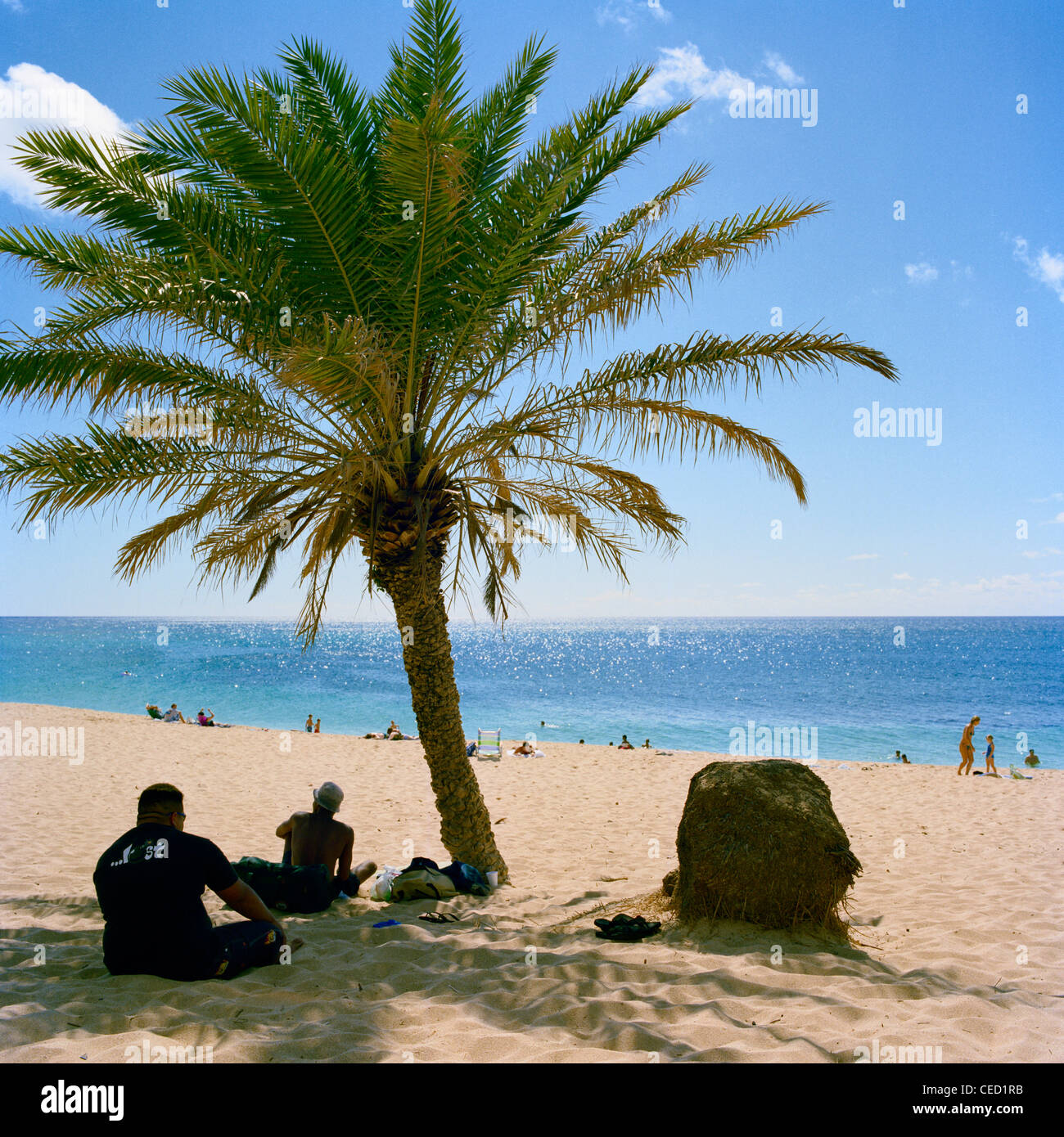 Relaxing under a palm tree on Sunset beach Oahu HI Stock Photo - Alamy