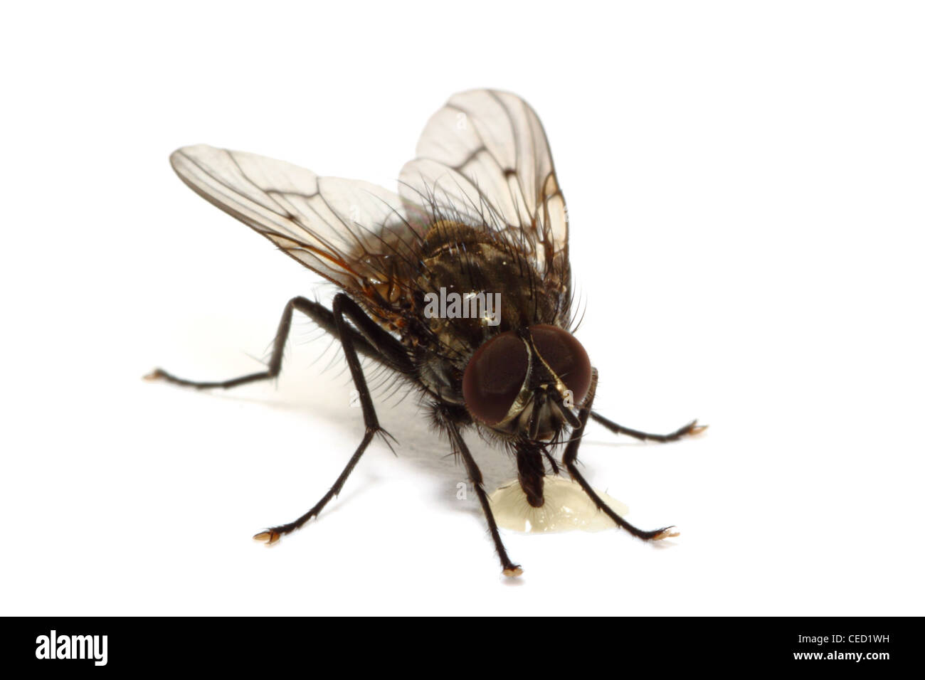 Eating insects Cut Out Stock Images & Pictures - Alamy