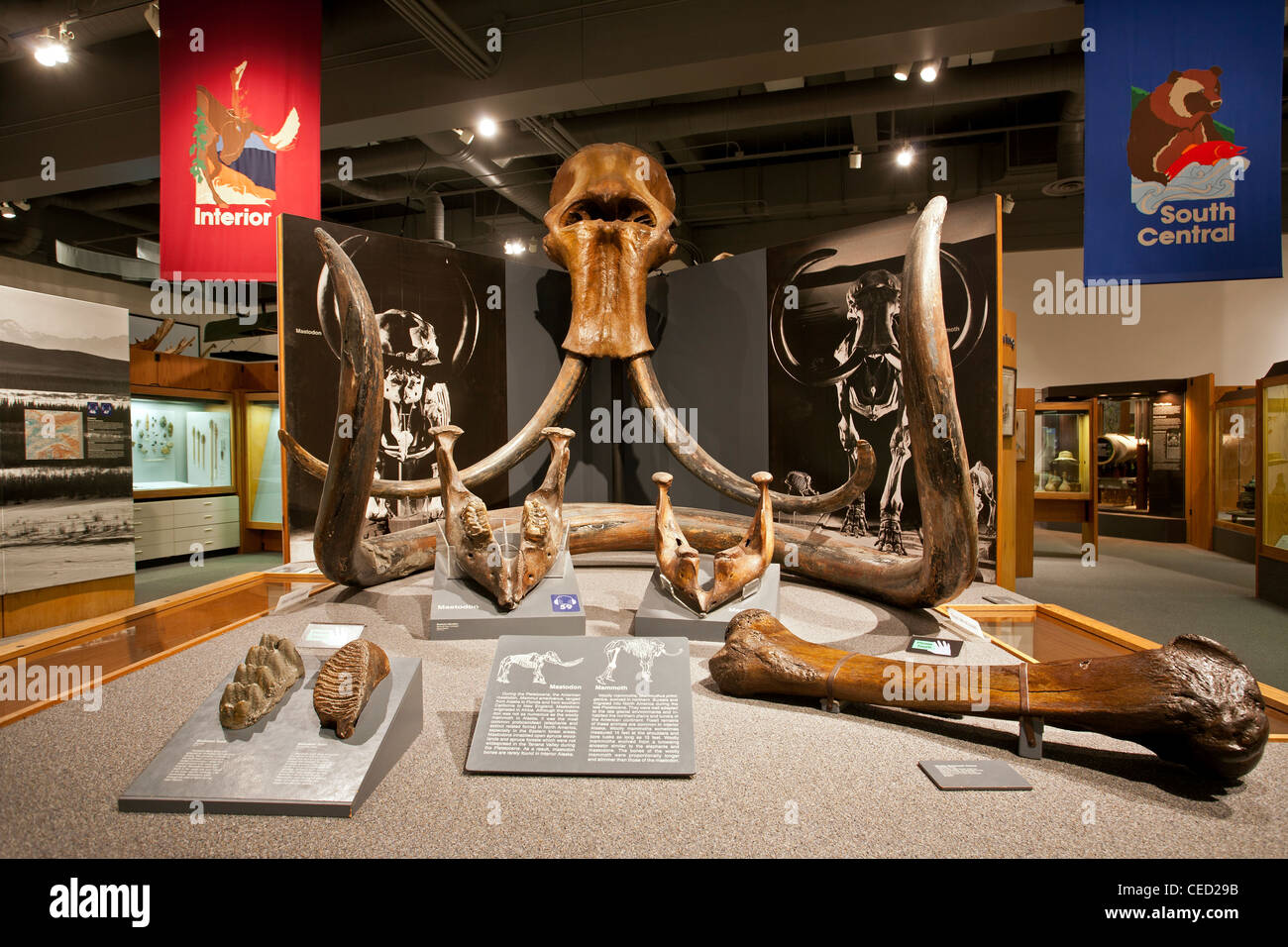 Mammoth fossil bones. Museum of the North. Fairbanks. Alaska. USA Stock ...